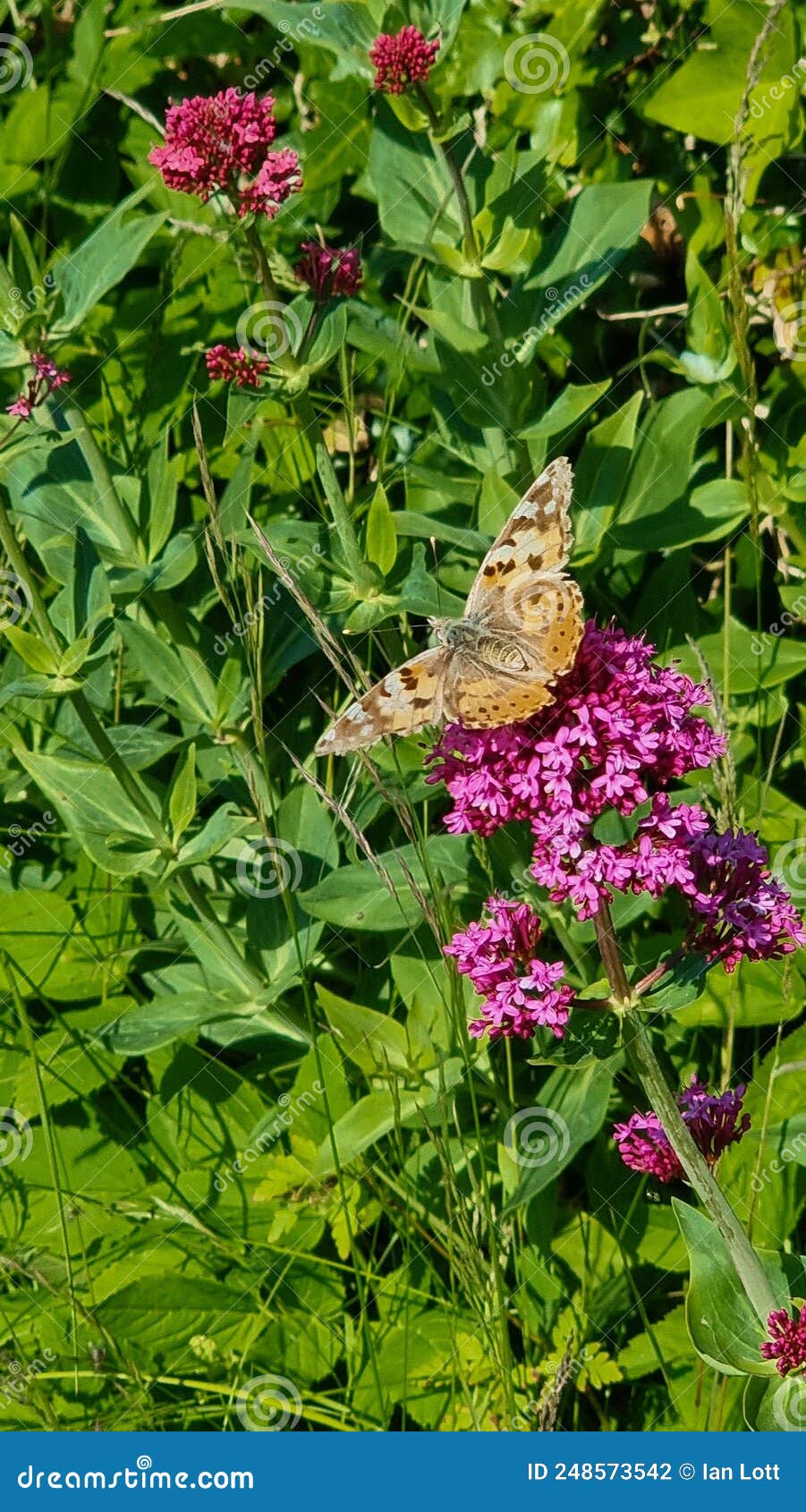 English Butterfly in a Cornish Garden , Uk Stock Photo - Image of ...