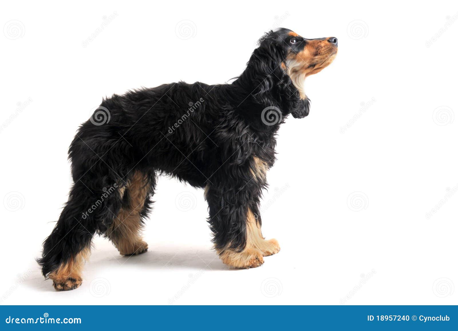 English cocker stock photo. Image of portrait, brown - 18957240