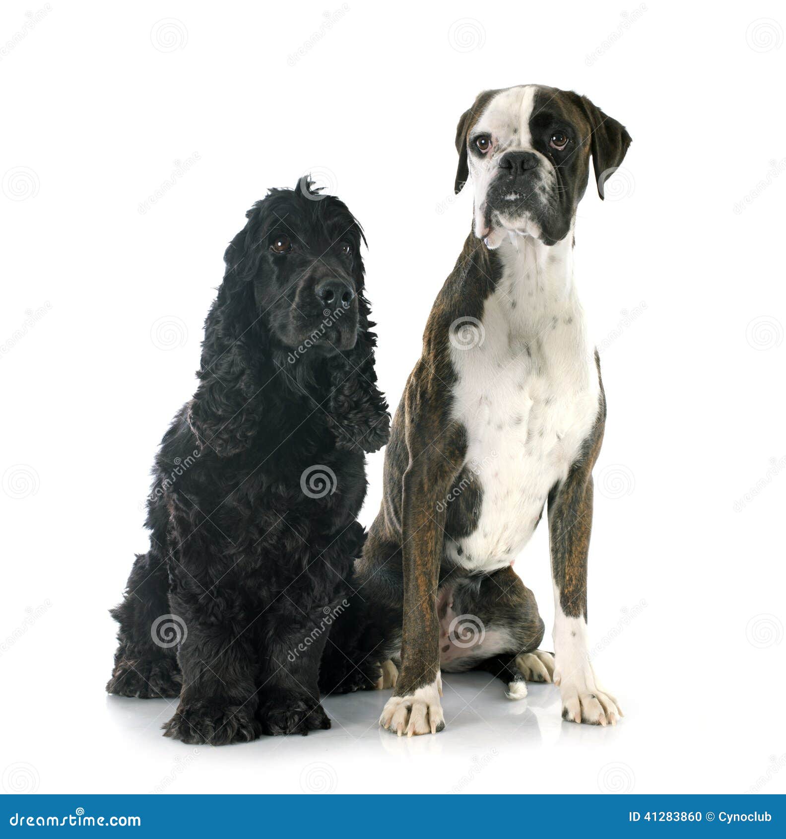 English cocker and boxer stock photo. Image of purebred - 41283860