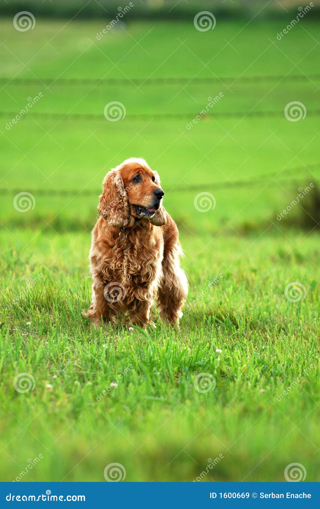 English Cocker Spaniel stock image. Image of loyalty, floppy - 1600669