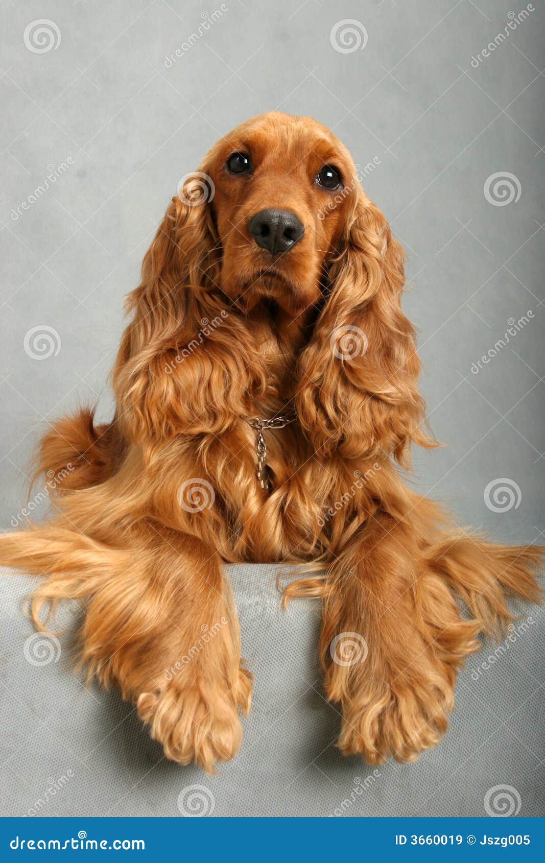 English Cocker Spaniel 2 stock image. Image of thinking - 3660019