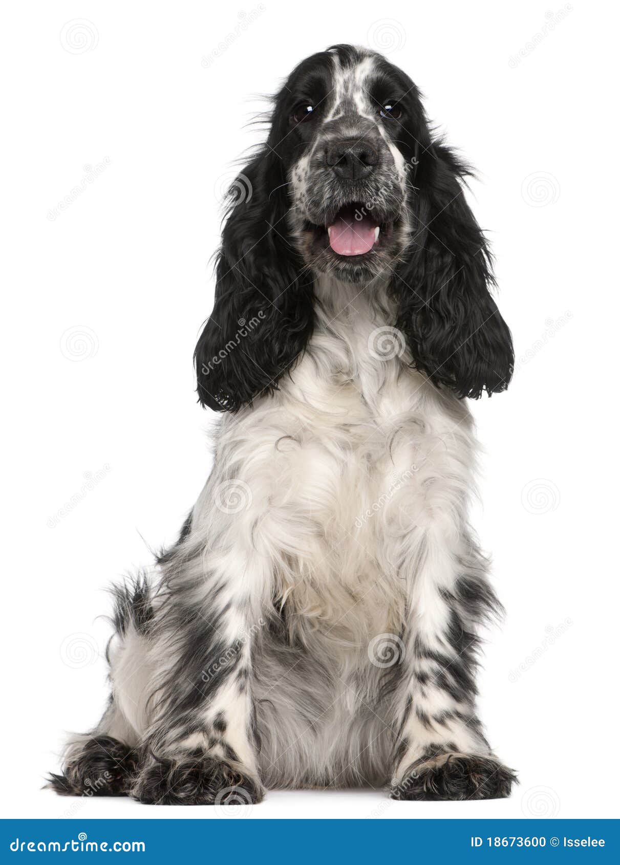 English Cocker Spaniel, 2 Years Old, Sitting Stock Photo - Image of ...