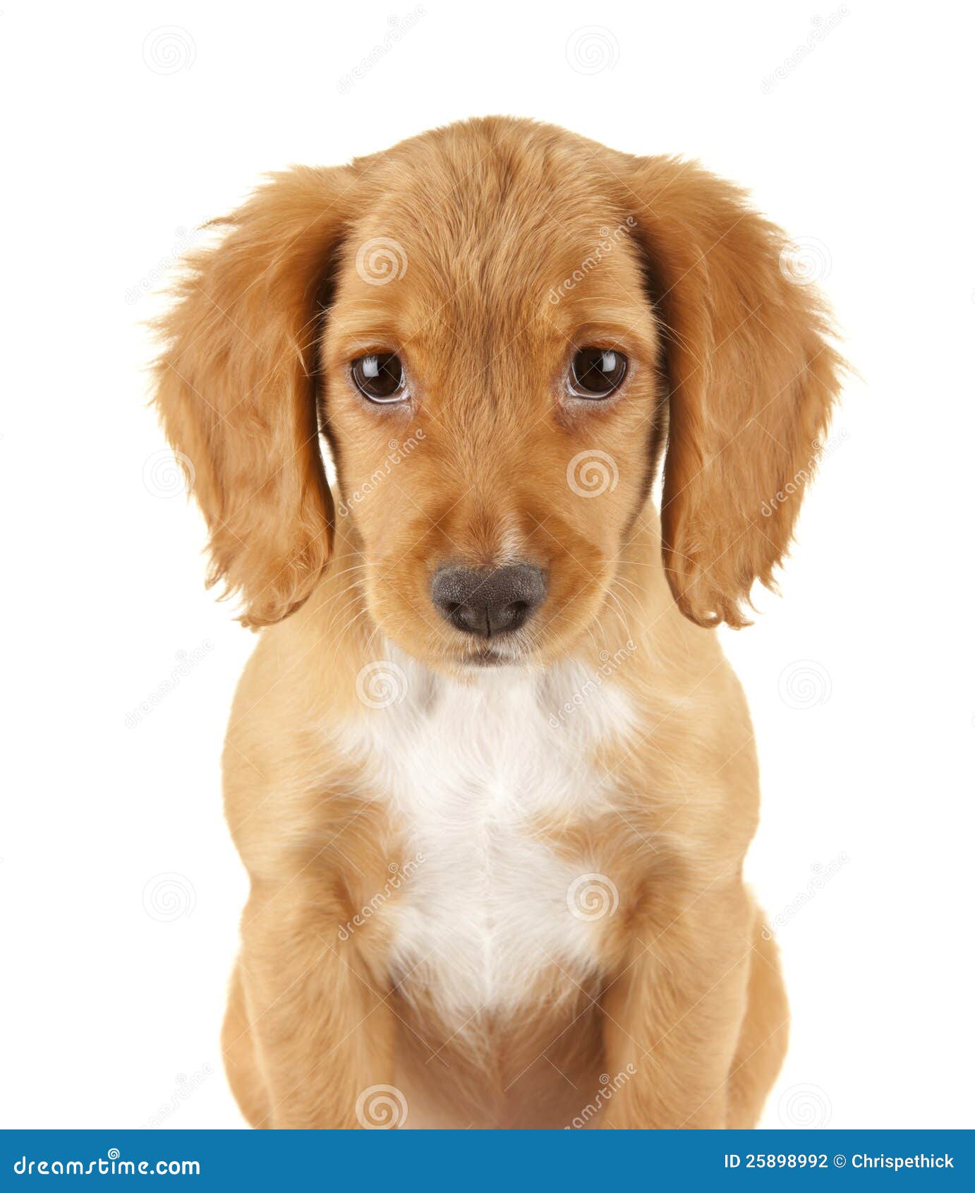 English Cocker Spaniel stock photo. Image of canine, english - 25898992