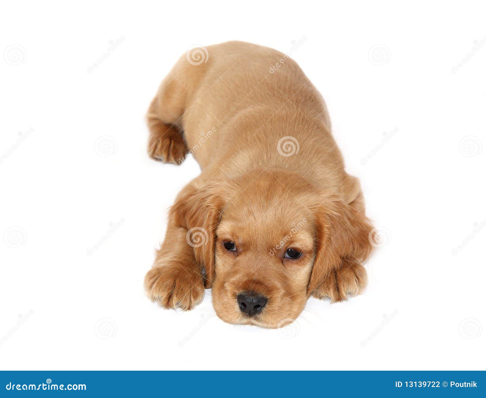 English Cocker Spaniel Baby Dog Stock Photo - Image of carnivore ...