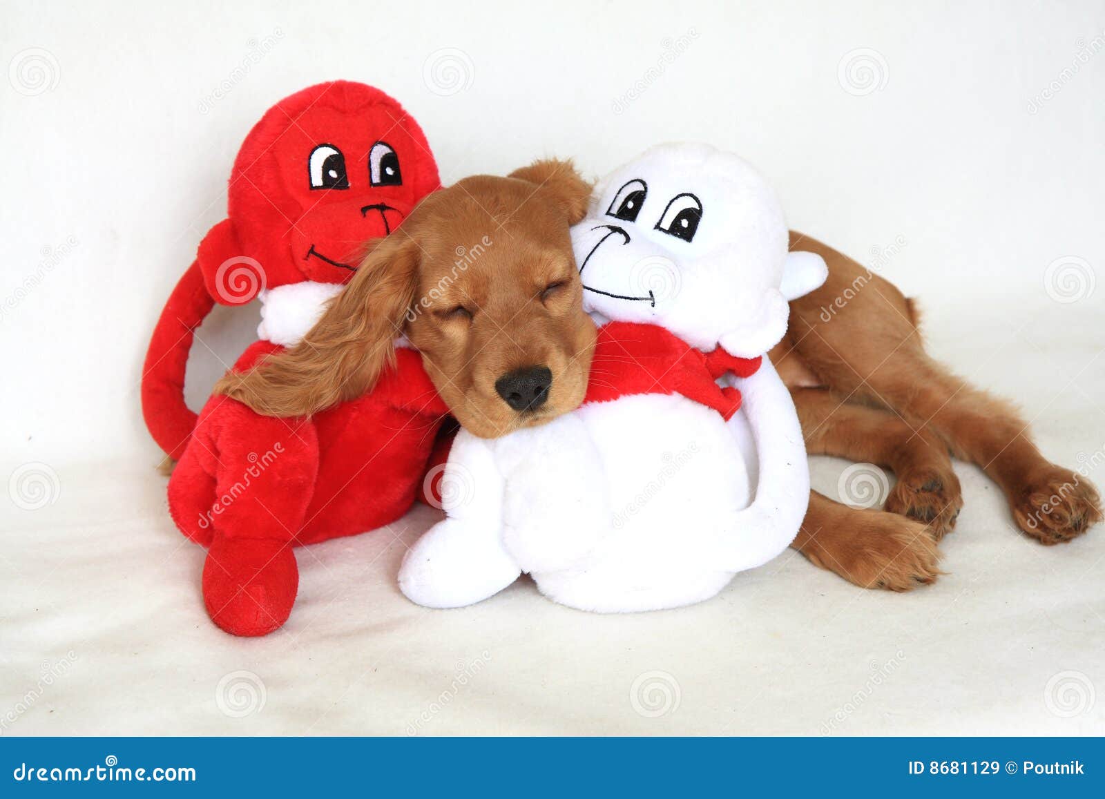 English Cocker Spaniel Baby Dog with Toy Stock Image - Image of cute ...