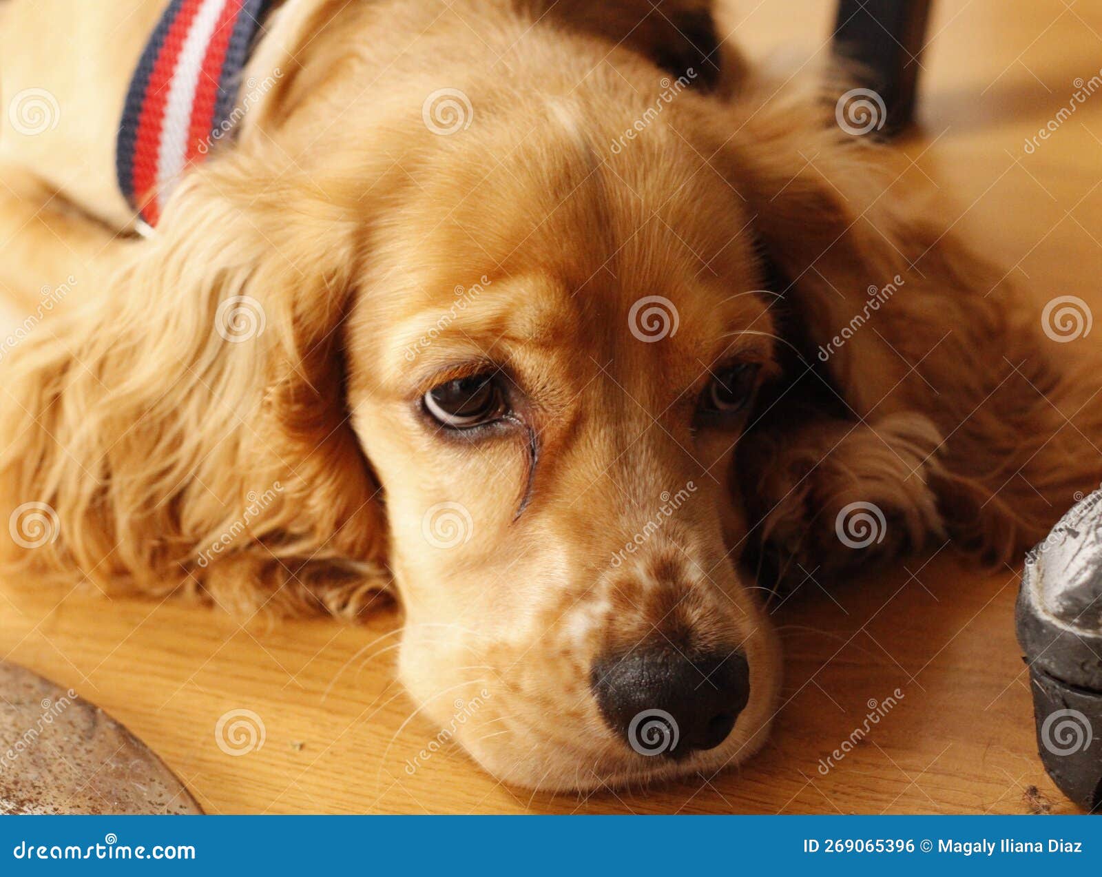 Cocker Spaniel stock photo. Image of snout, cocker, retriever - 269065396