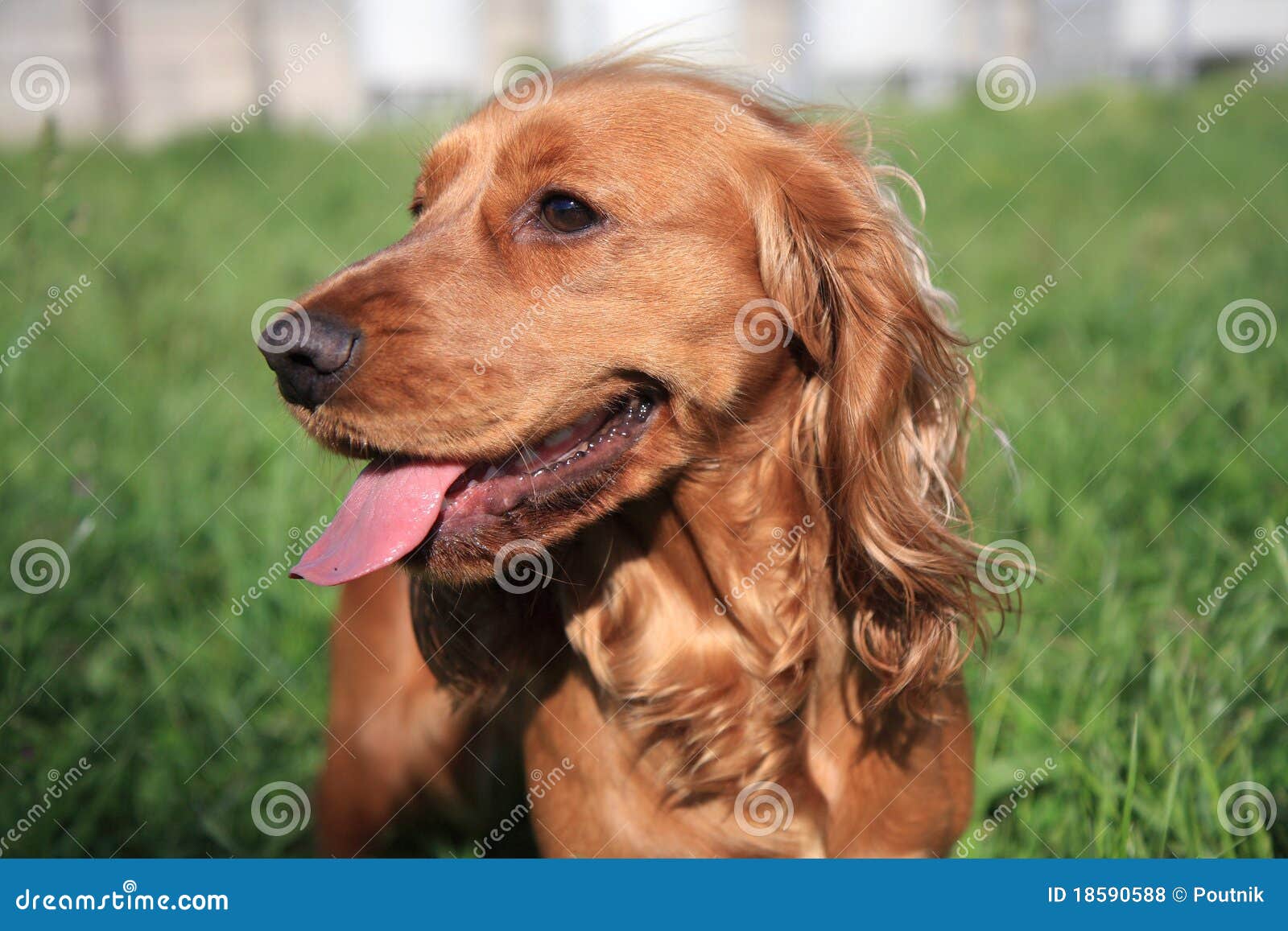 English Cocker Spaniel dog stock photo. Image of domestic - 18590588
