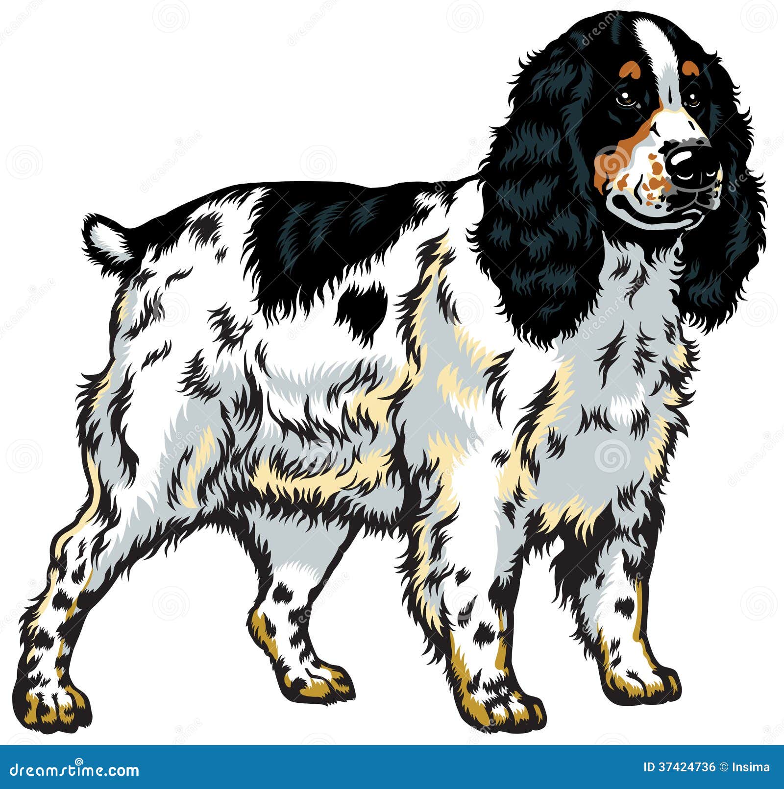 English cocker spaniel stock vector. Illustration of domestic - 37424736