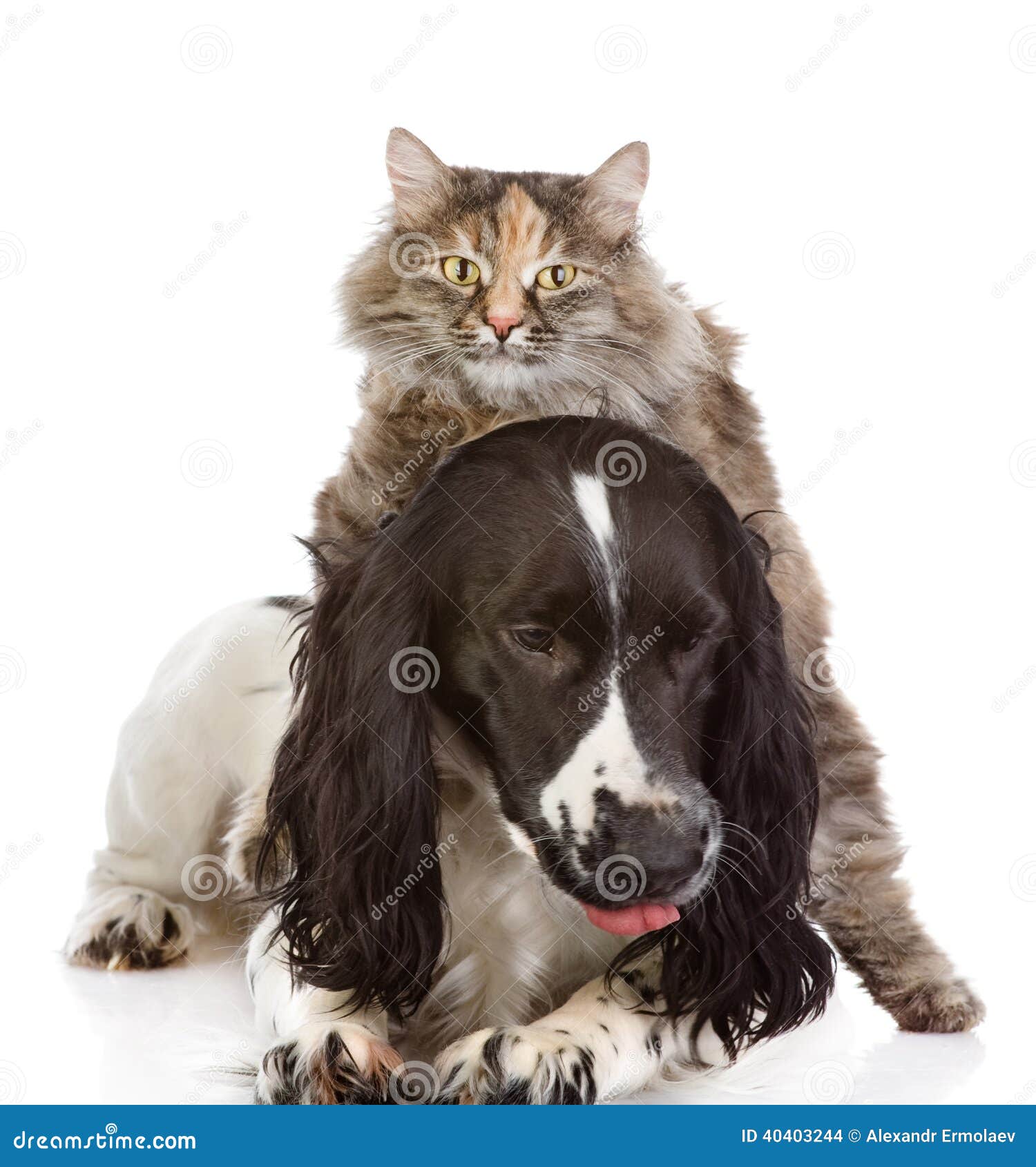 Are Springer Spaniels Good With Cats