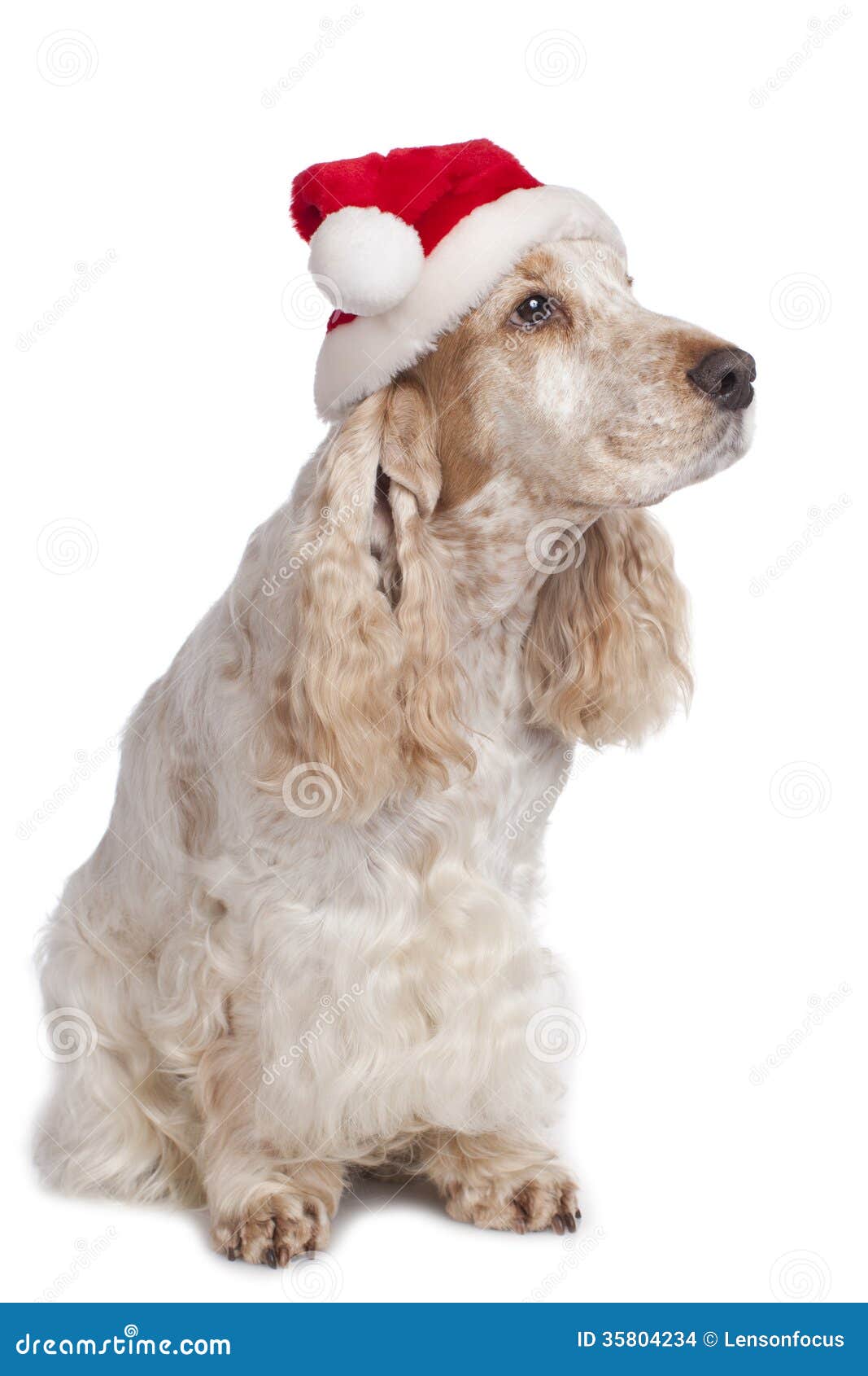 English Cocker Spaniel Dog on Christmas Isolated on White Stock Photo ...
