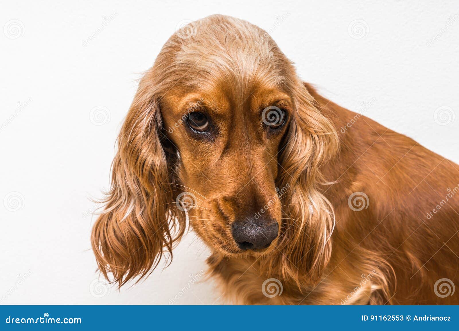 English Cocker Spaniel Dog Isolated on White Stock Image - Image of ...