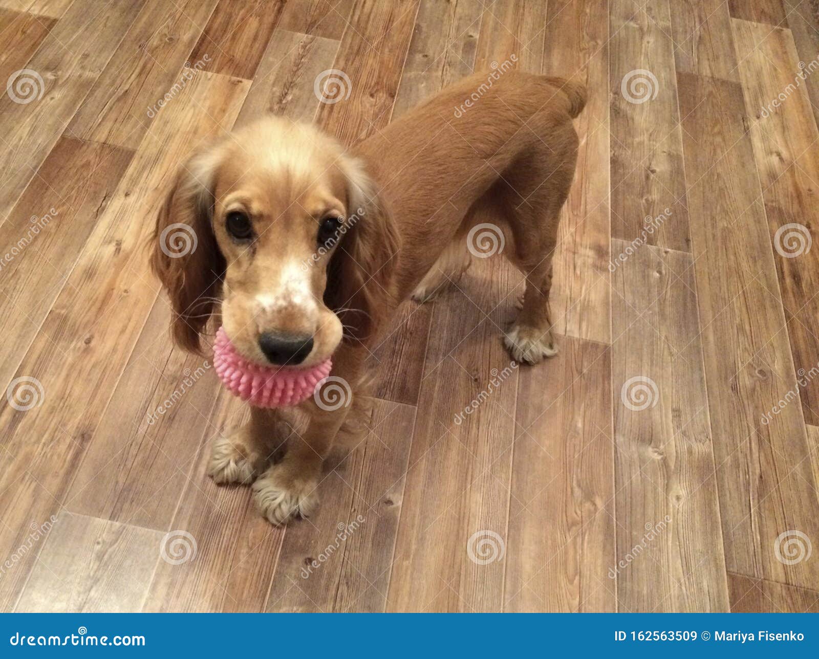 English Cocker Spaniel Dog with Pink Ball Stock Image - Image of mammal ...
