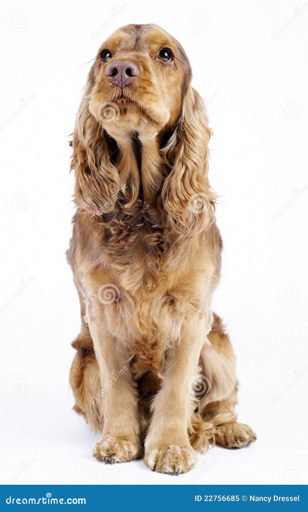 5,585 Cocker Spaniel Dog Sitting Stock Photos - Free & Royalty-Free ...