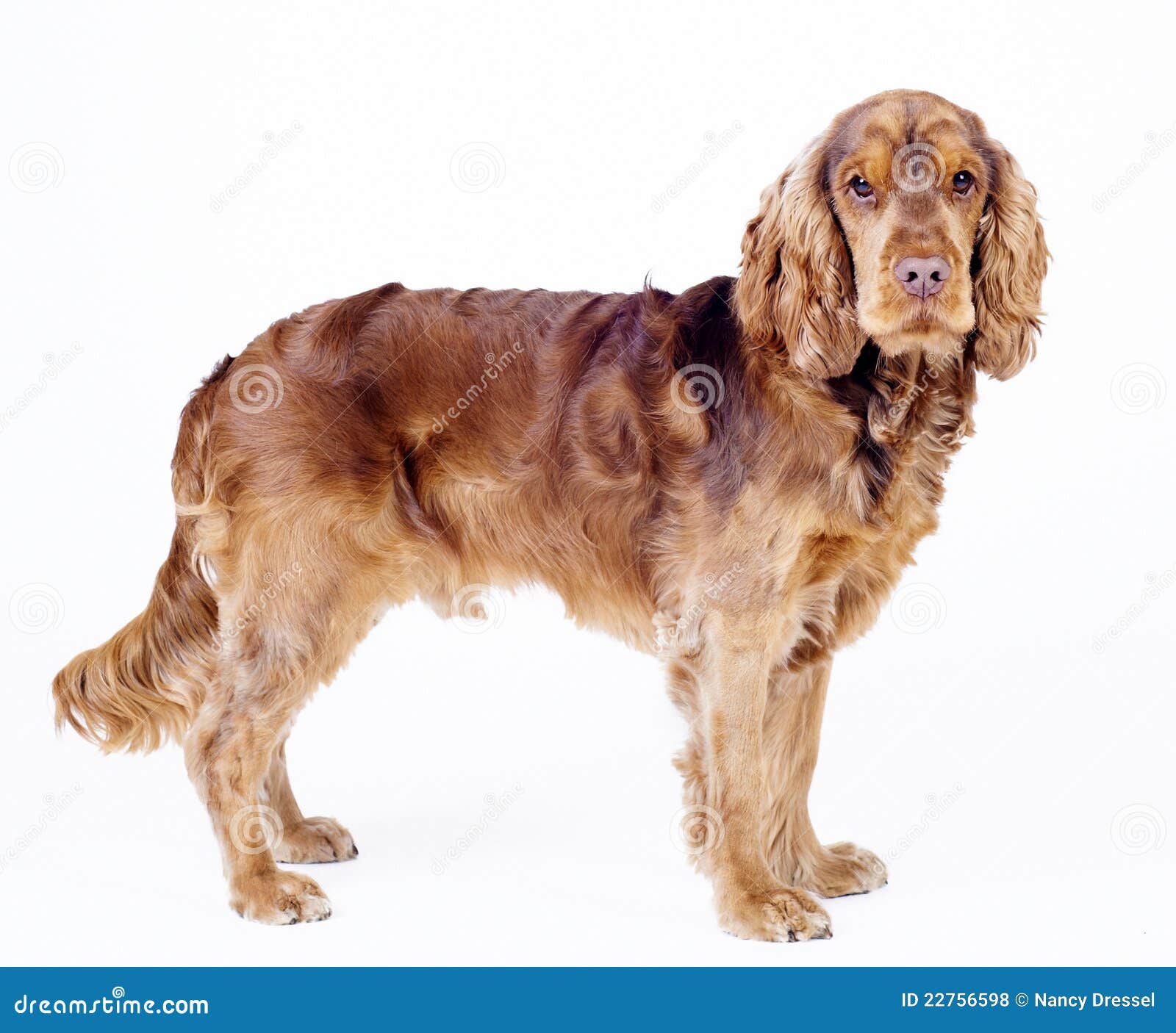 English Cocker Spaniel Dog Standing, 1 Year Old Stock Photo - Image of ...
