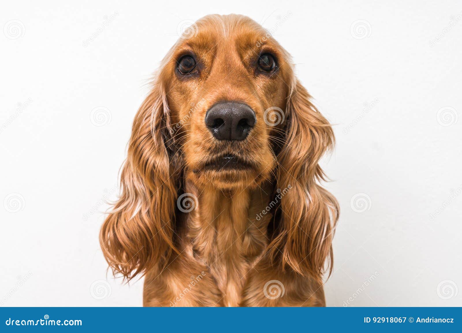 English Cocker Spaniel Dog on White Stock Image - Image of cocker ...