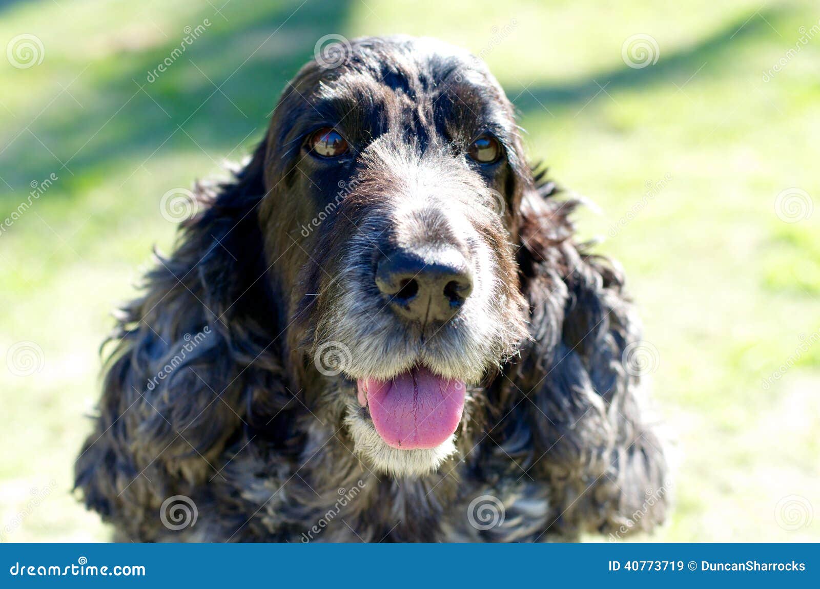 Cocker Spaniel Puppy Sitting In Front View. Isolated On White Ba Stock ...