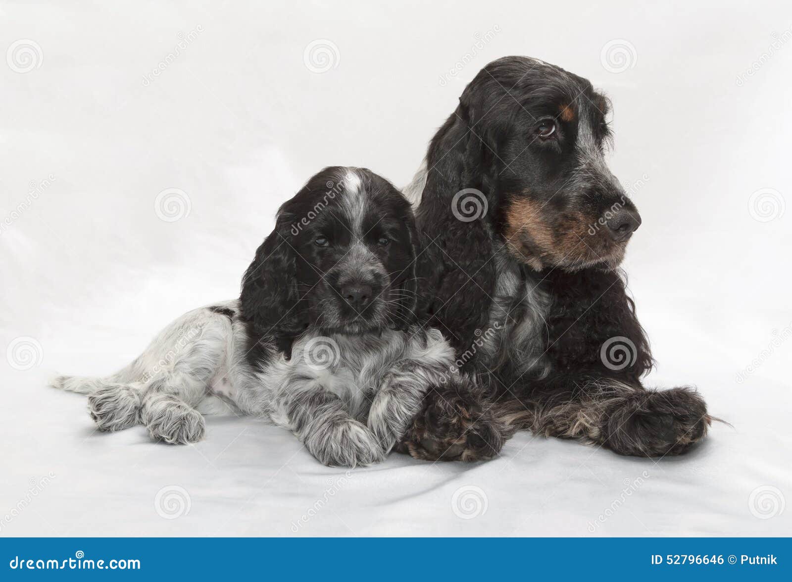 English Cocker Spaniel Family. Stock Photo - Image of cocker, american ...