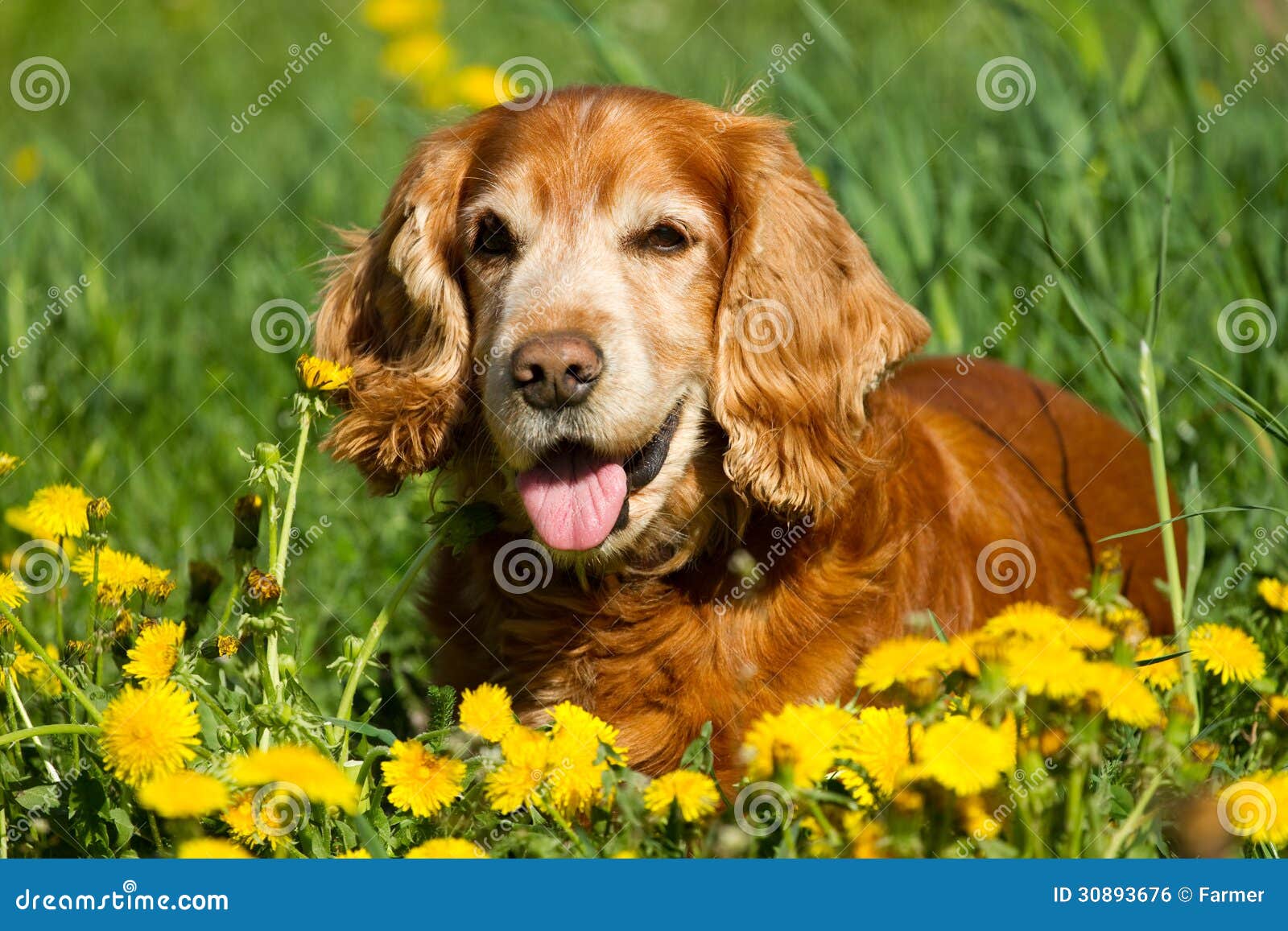 English cocker Spaniel stock photo. Image of dandelion - 30893676