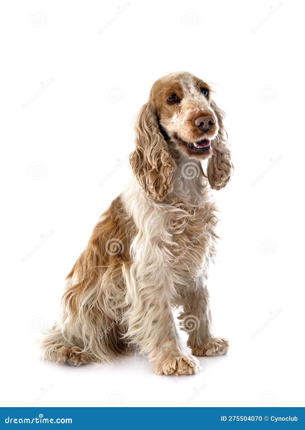 English Cocker Spaniel stock photo. Image of cocker - 275504070