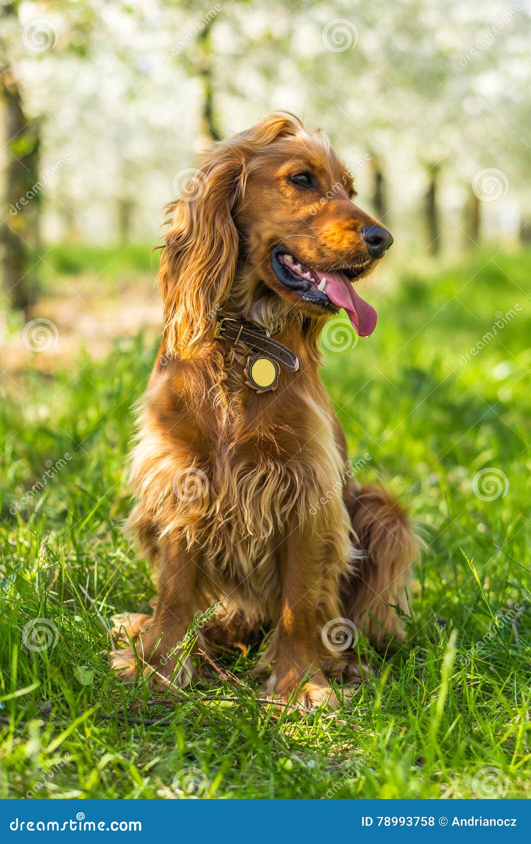 English Cocker Spaniel in the Fruit Garden Stock Photo - Image of ...