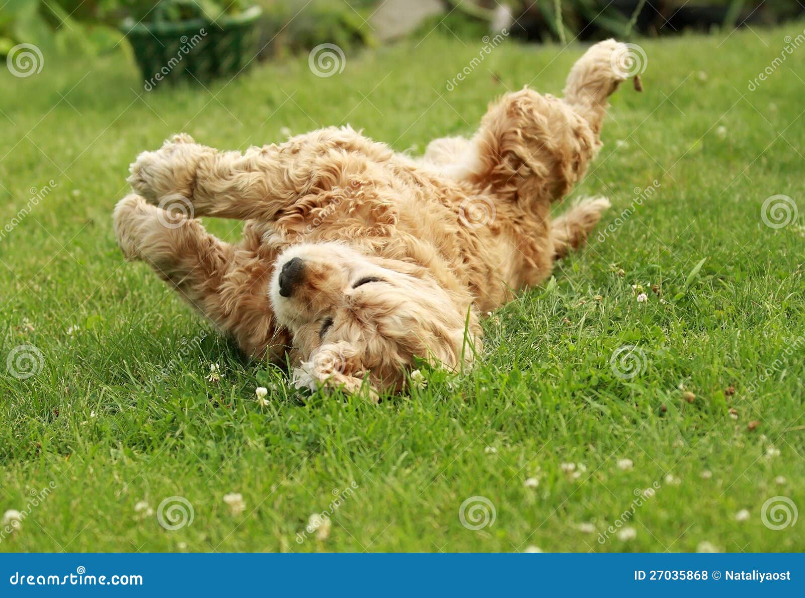English Cocker Spaniel on Green Grass Stock Photo - Image of cocker ...