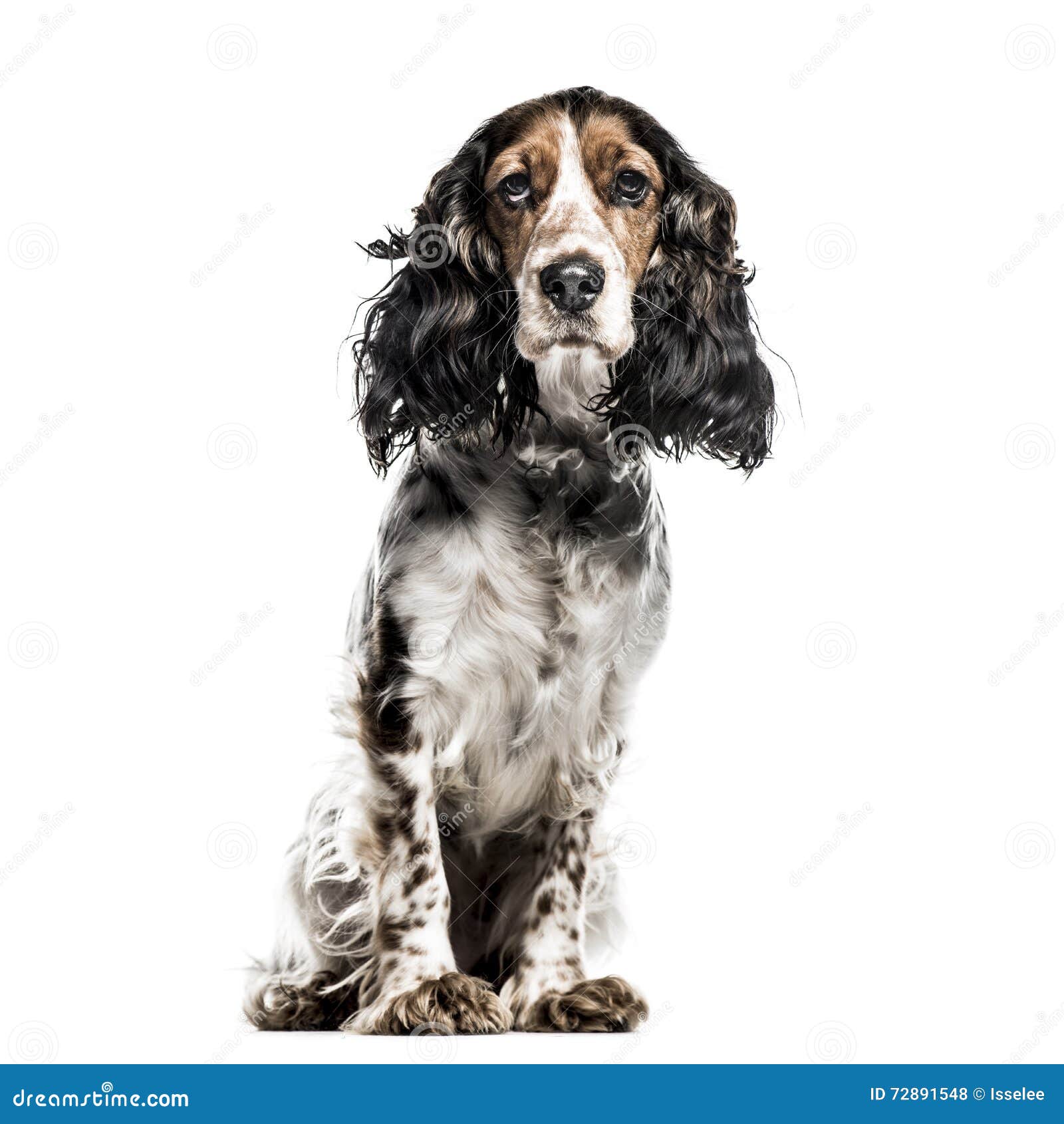 English Cocker Spaniel Isolated on White Stock Photo - Image of sitting ...
