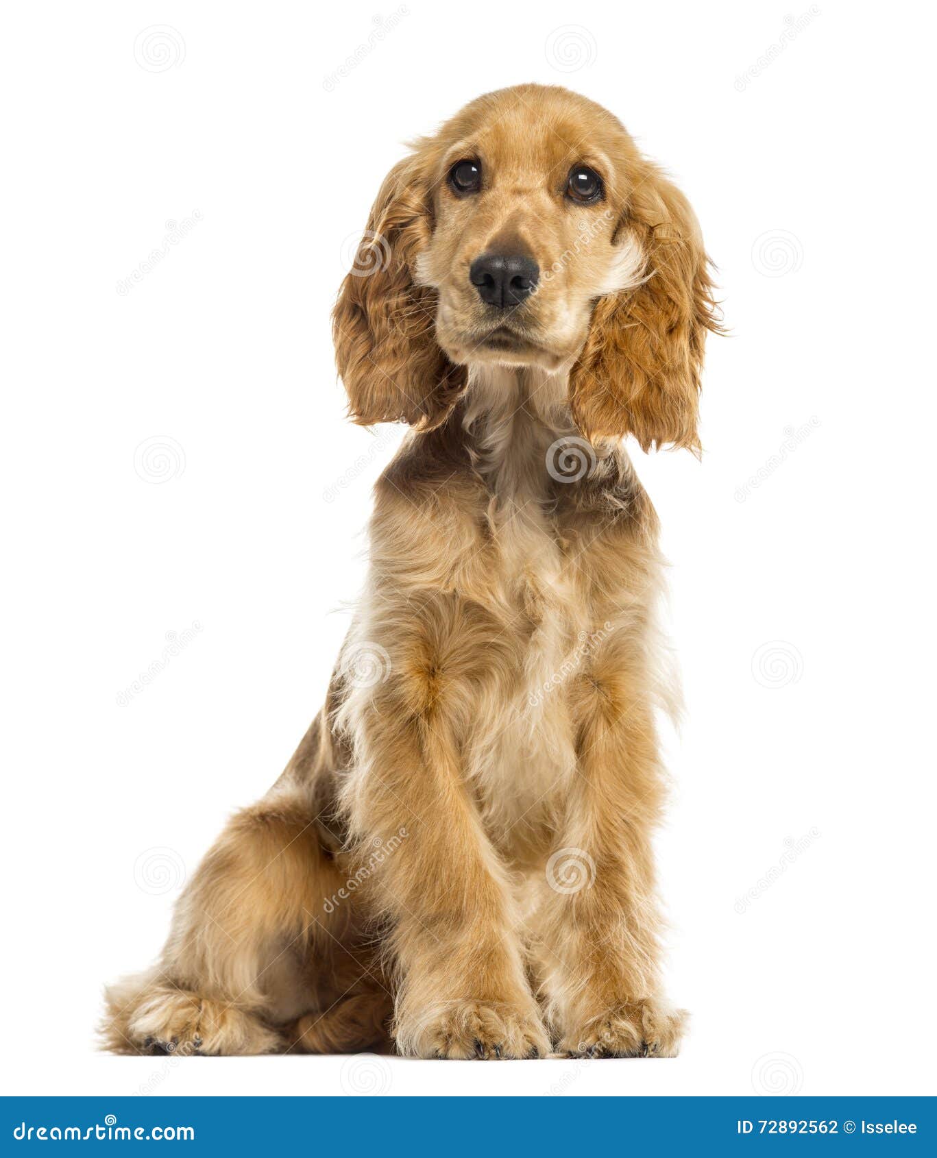 English Cocker Spaniel Isolated on White Stock Photo - Image of animal ...