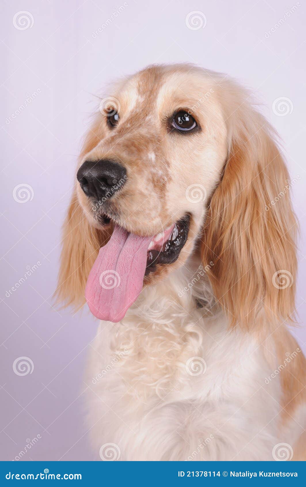 English Cocker Spaniel Portrait Stock Photo - Image of spaniel, young ...
