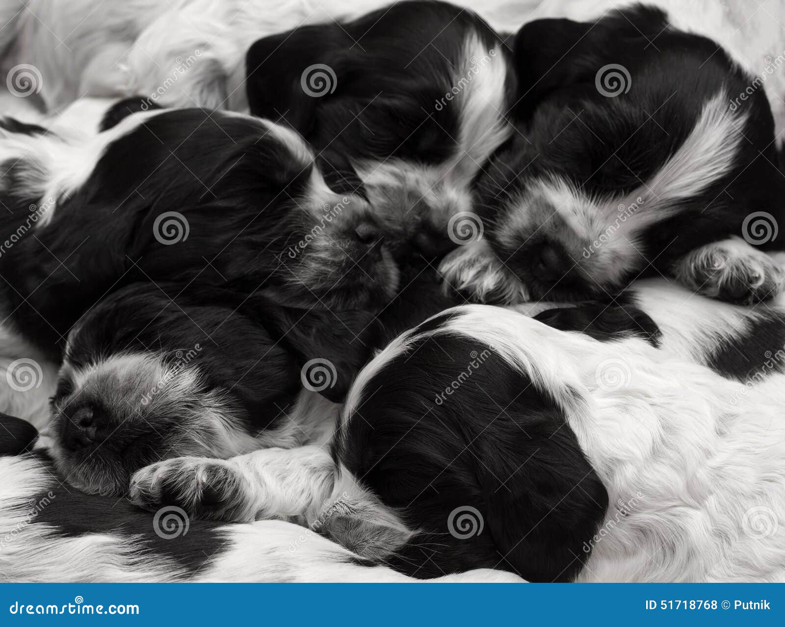 English Cocker Spaniel Puppies. Stock Photo - Image of five, animal ...