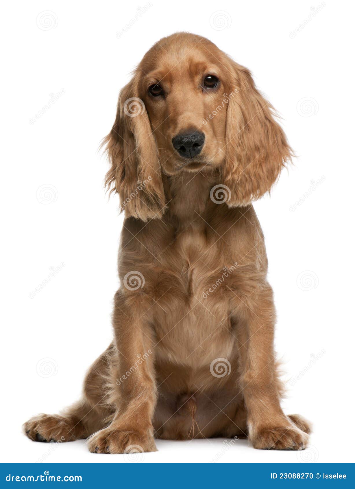 English Cocker Spaniel, Sitting Royalty-Free Stock Image ...