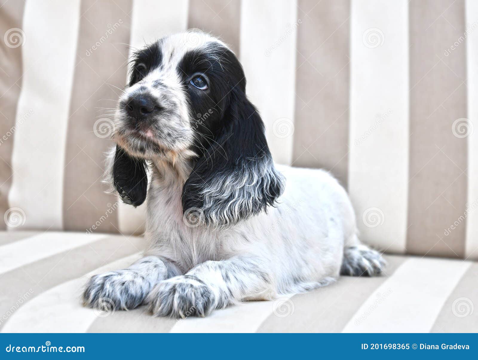 English Cocker Spaniel Puppy Stock Image - Image of puppy, blue: 201698365