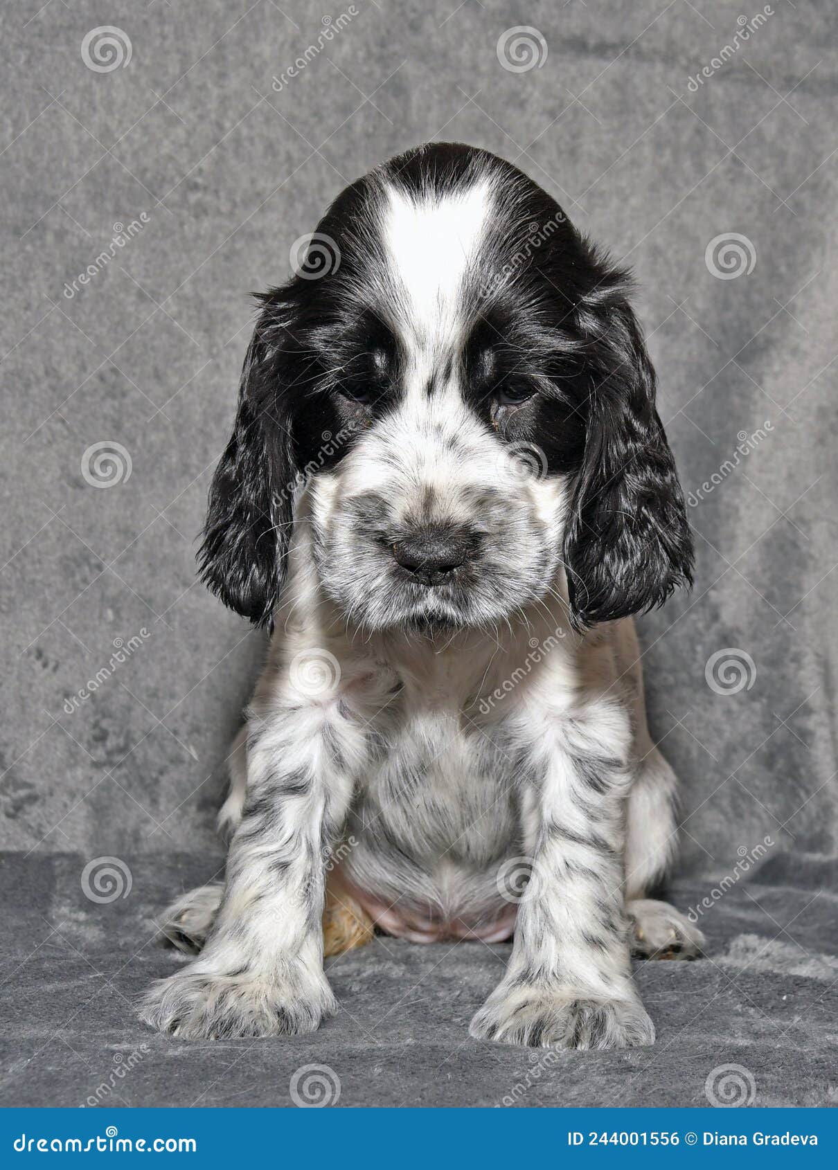 English Cocker Spaniel Puppy Stock Photo - Image of roan, cocker: 244001556