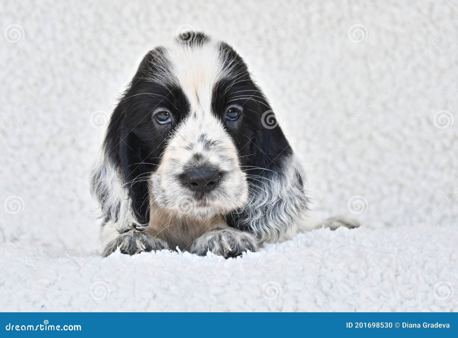 English Cocker Spaniel Puppy Stock Photo - Image of blue, black: 201698530