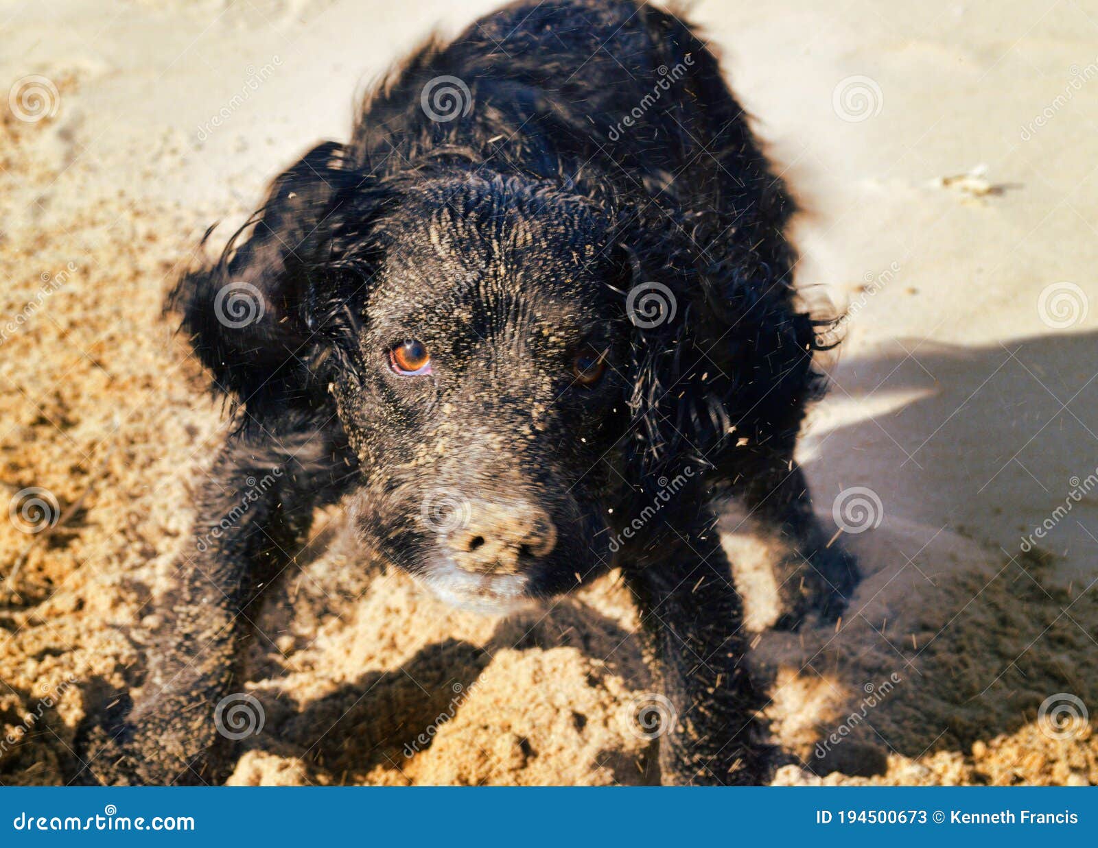 English Cocker Spaniel Puppy Shaking Himself on a Sandy Beach Stock ...