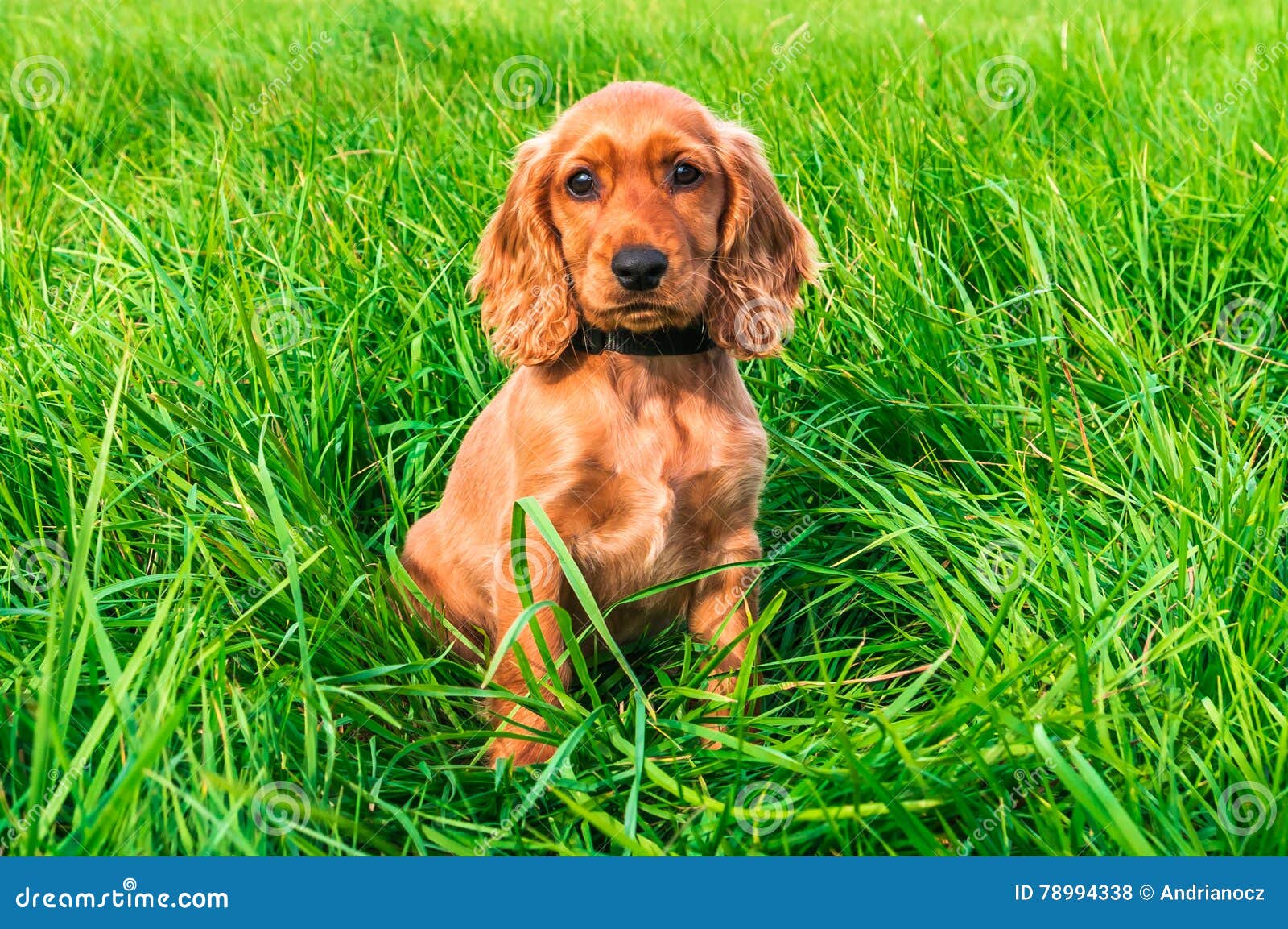 English Cocker Spaniel Puppy Sitting on the Grass Stock Photo - Image ...