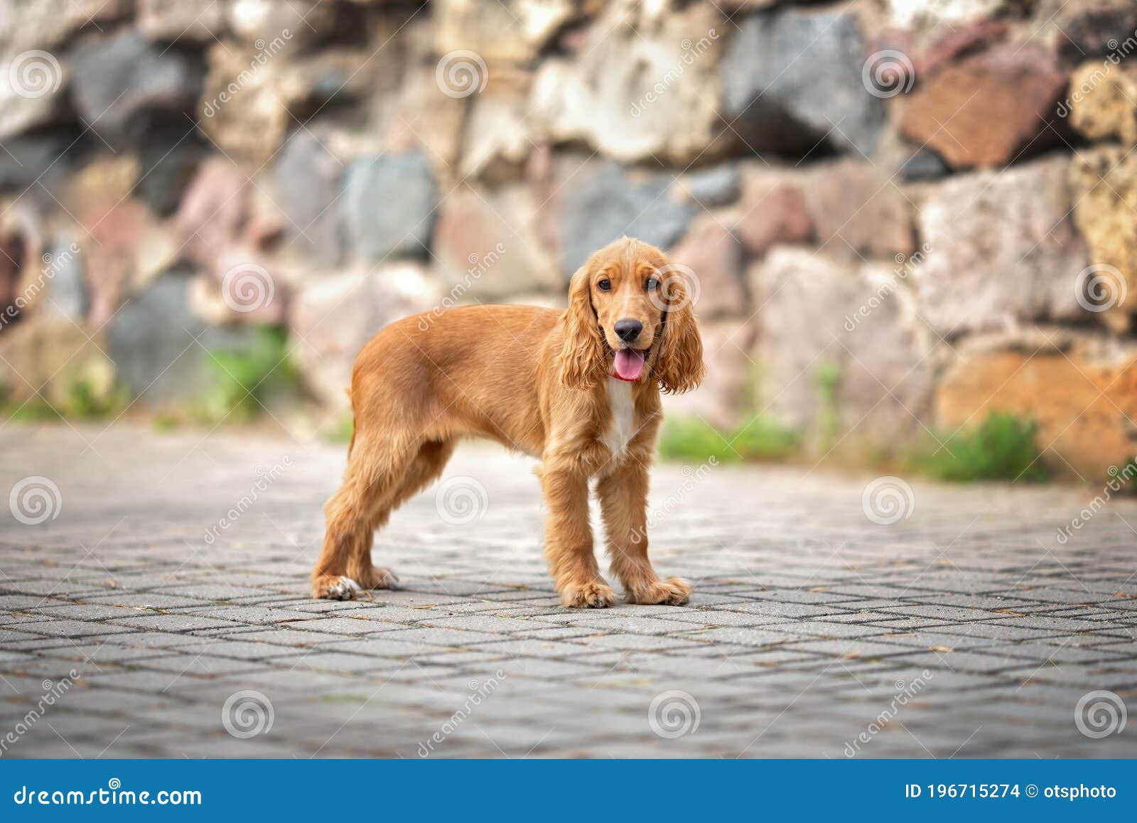 English Cocker Spaniel Puppy Standing Outdoors Stock Photo - Image of ...