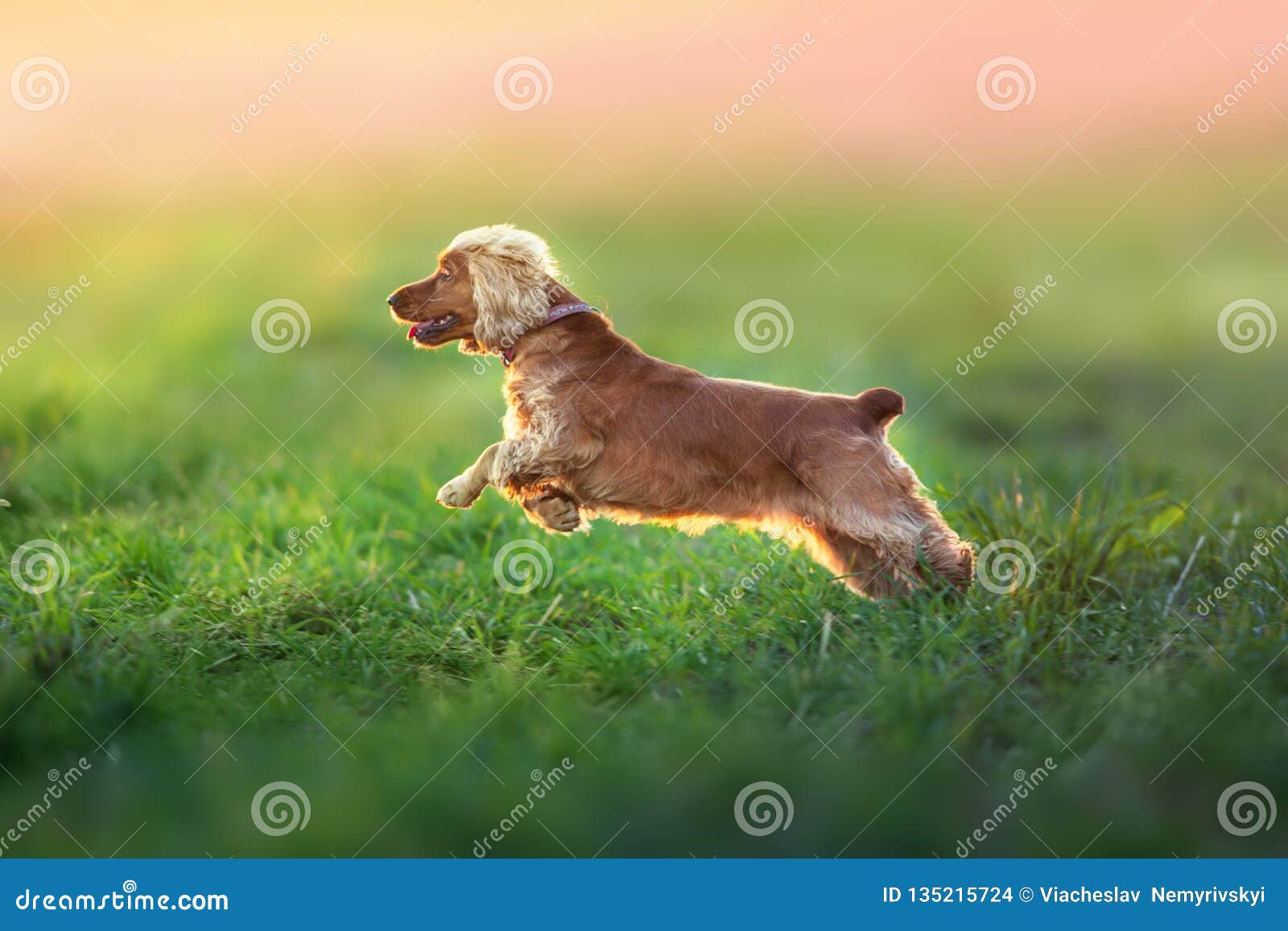 English cocker spaniel stock photo. Image of domestic - 135215724