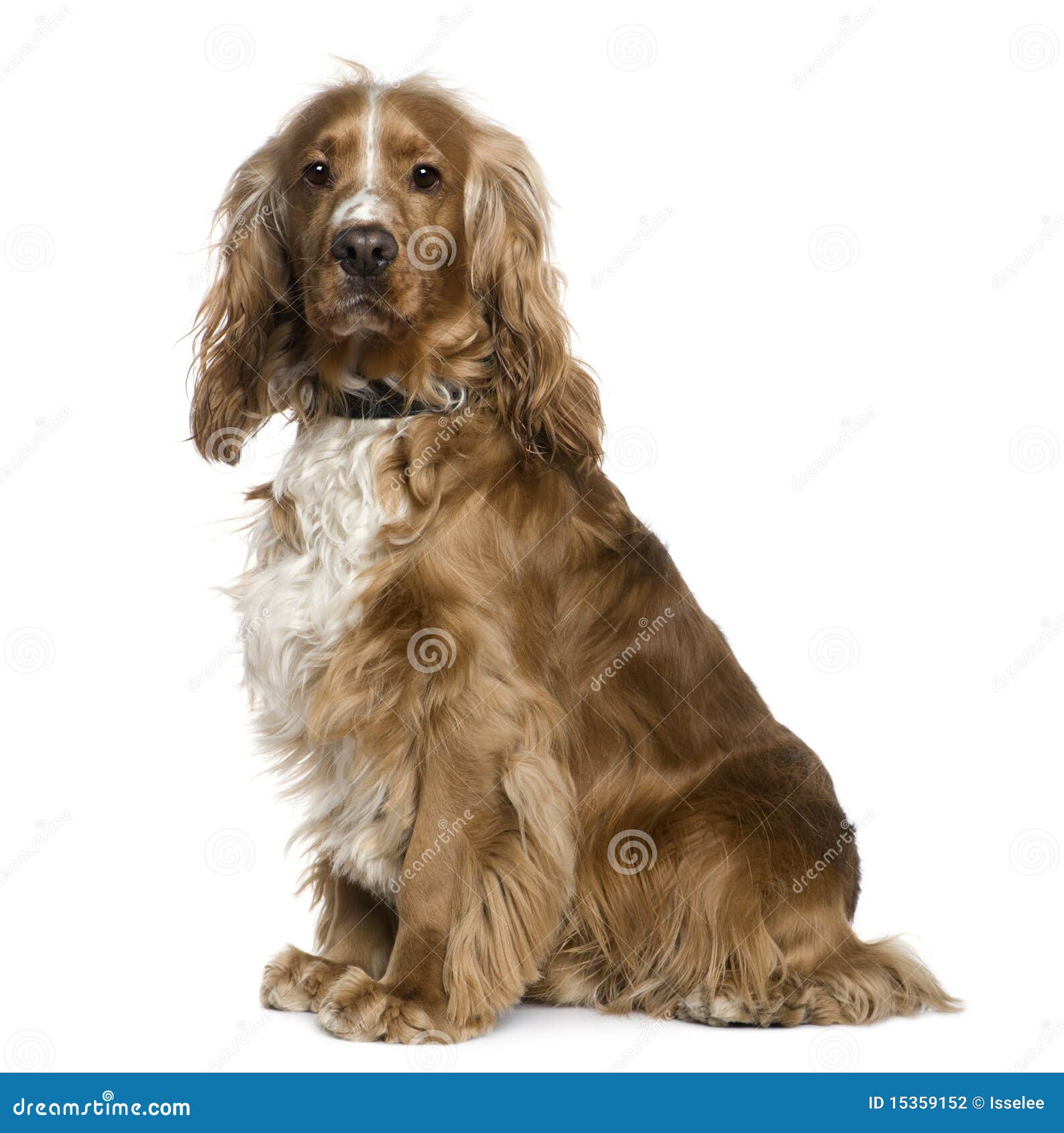 English Cocker Spaniel, Sitting Royalty-Free Stock Image ...