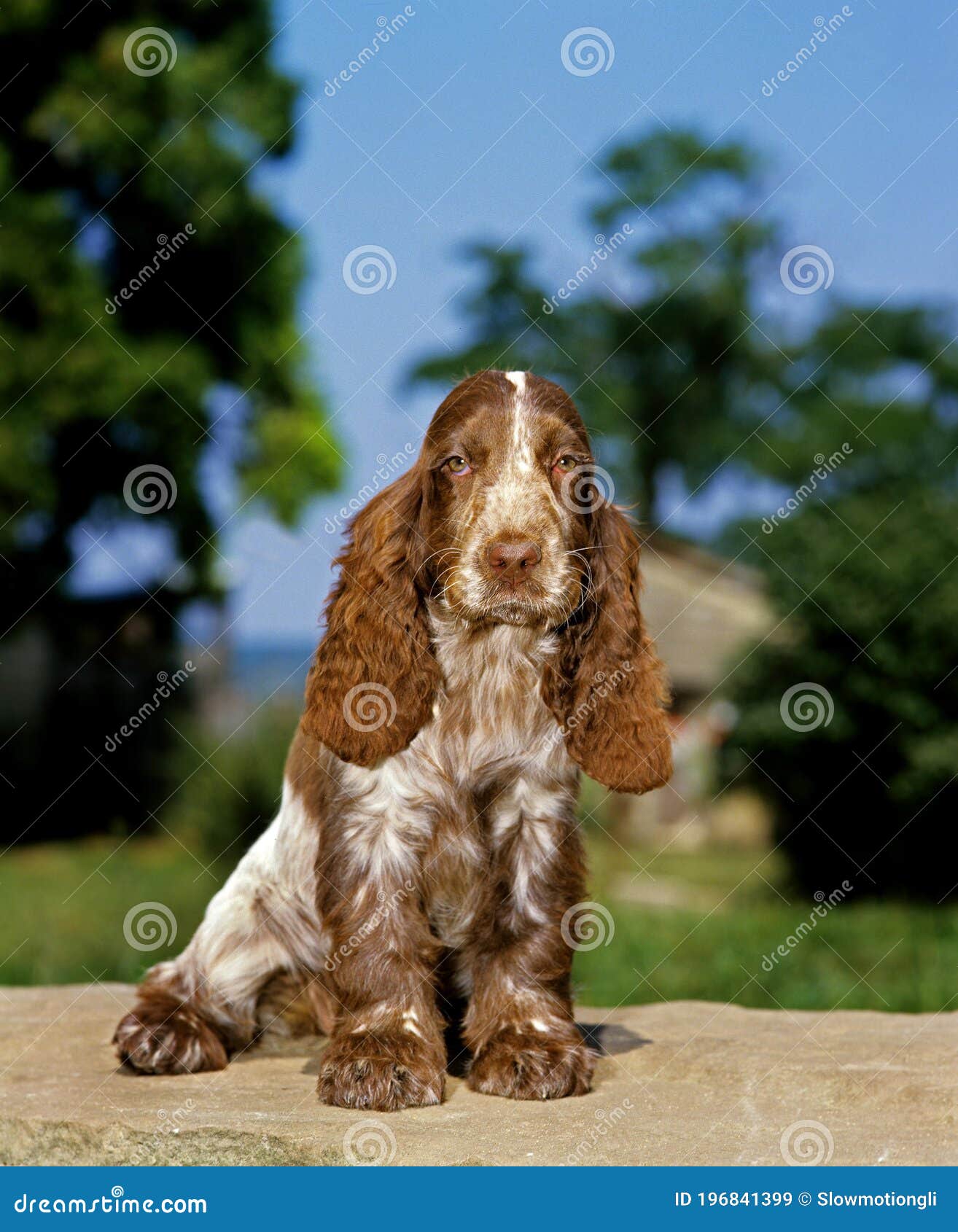 English Cocker Spaniel Sitting Stock Image - Image of familiaris, canis ...