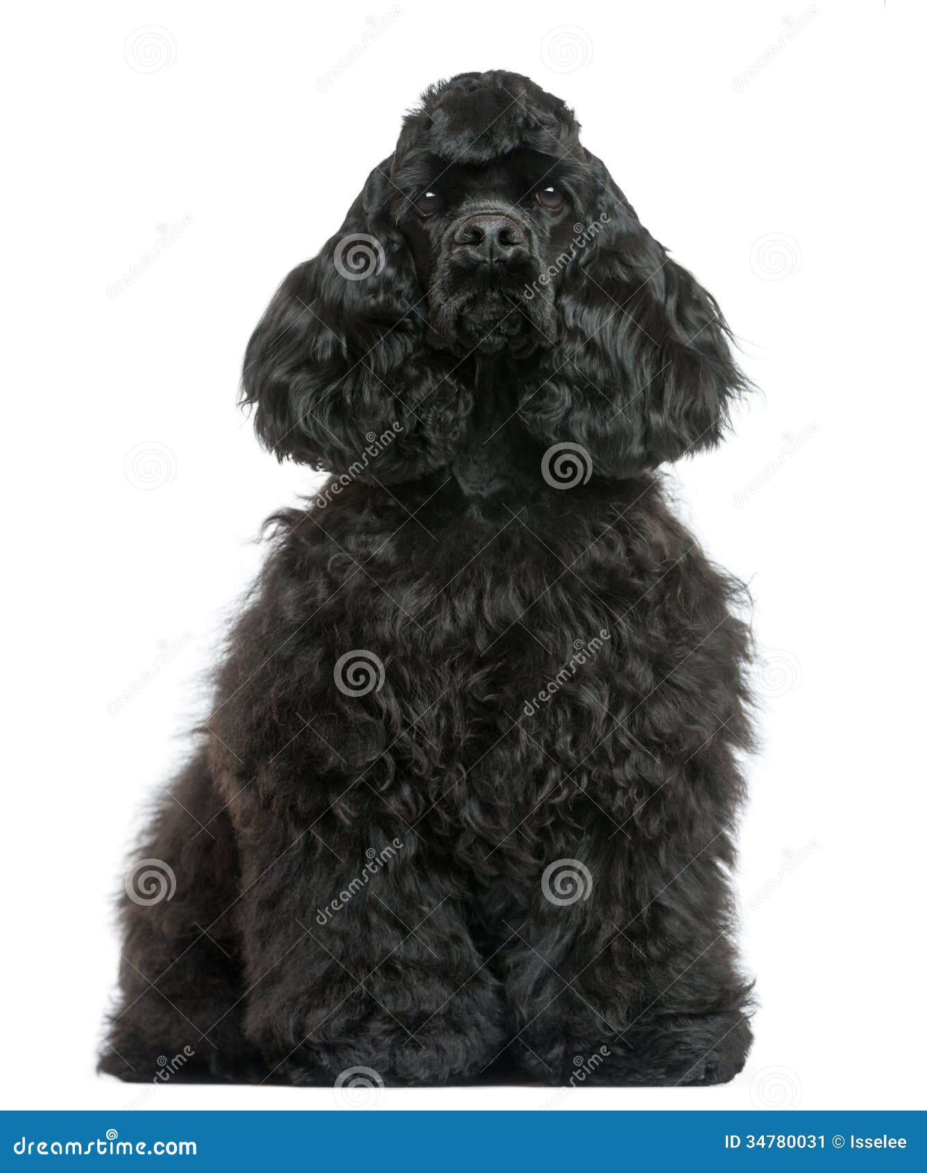 English Cocker Spaniel Sitting, Facing, Isolated Stock Image - Image of ...