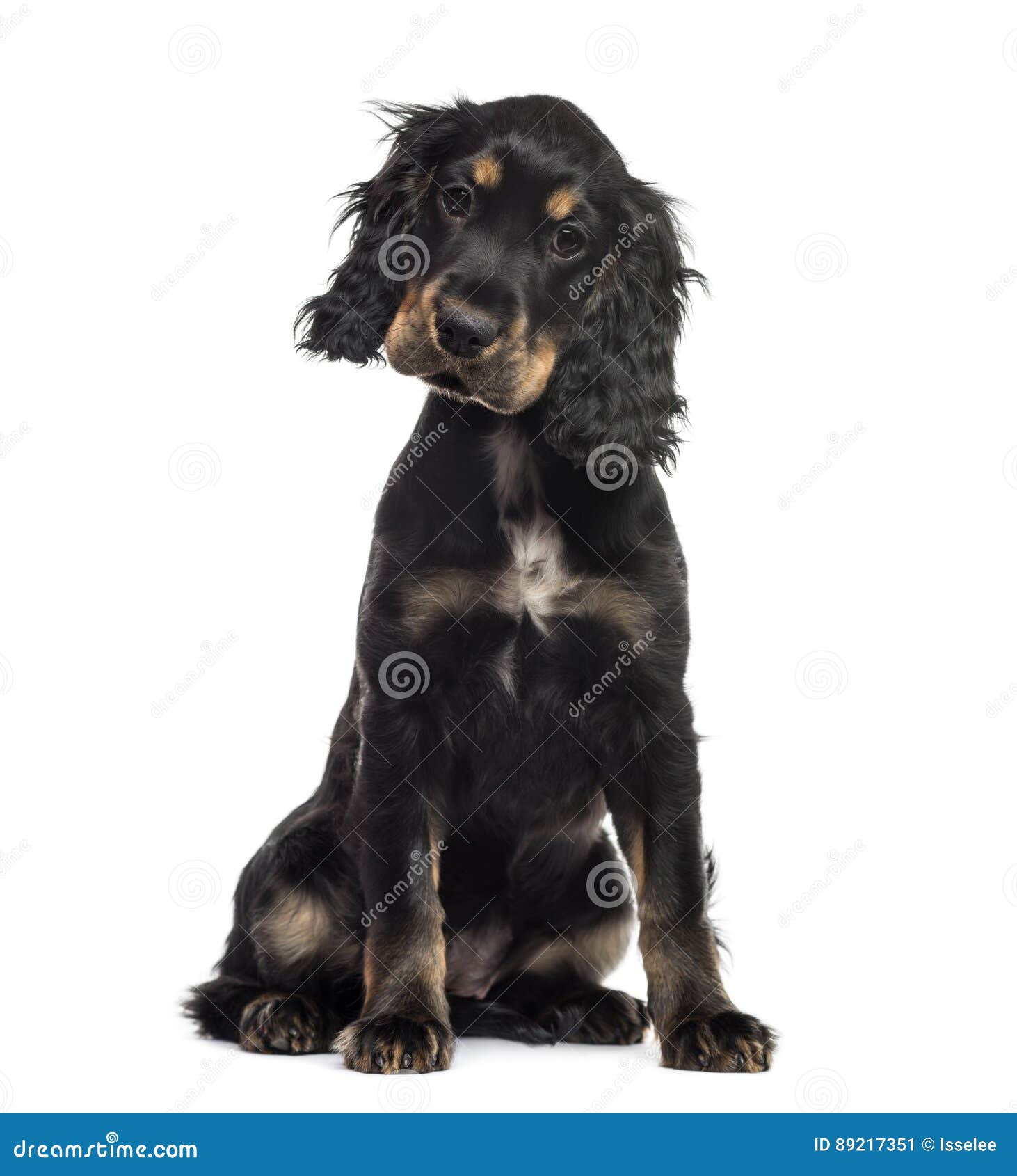 English Cocker Spaniel Sitting, Isolated Stock Image - Image of canine ...