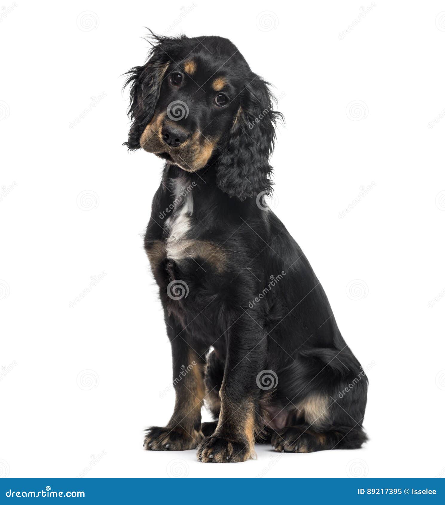 English Cocker Spaniel Sitting, Isolated Stock Image - Image of canine ...