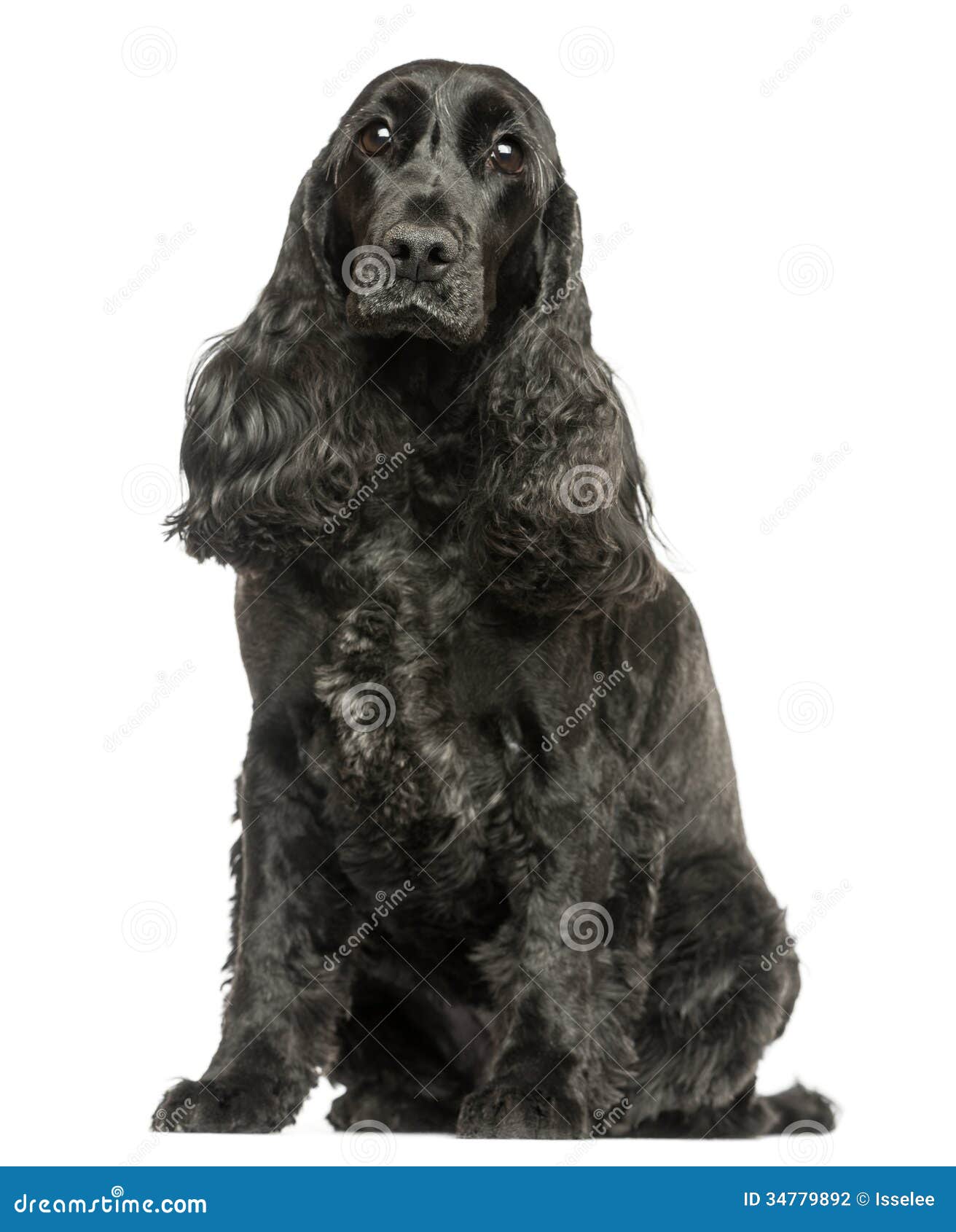 English Cocker Spaniel Sitting, Looking at the Camera, Isolated Stock ...