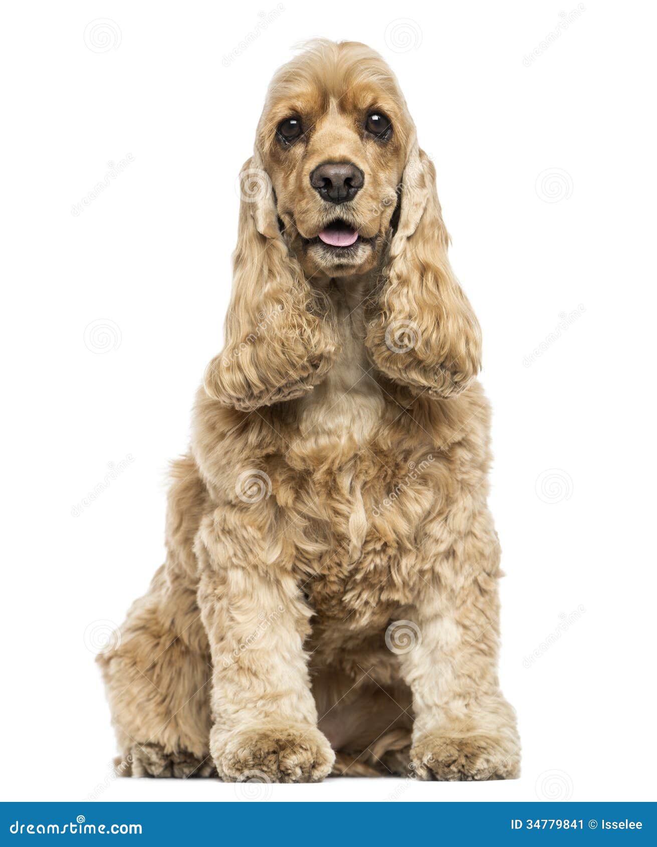 English Cocker Spaniel Sitting, Panting, Isolated Stock Image - Image ...