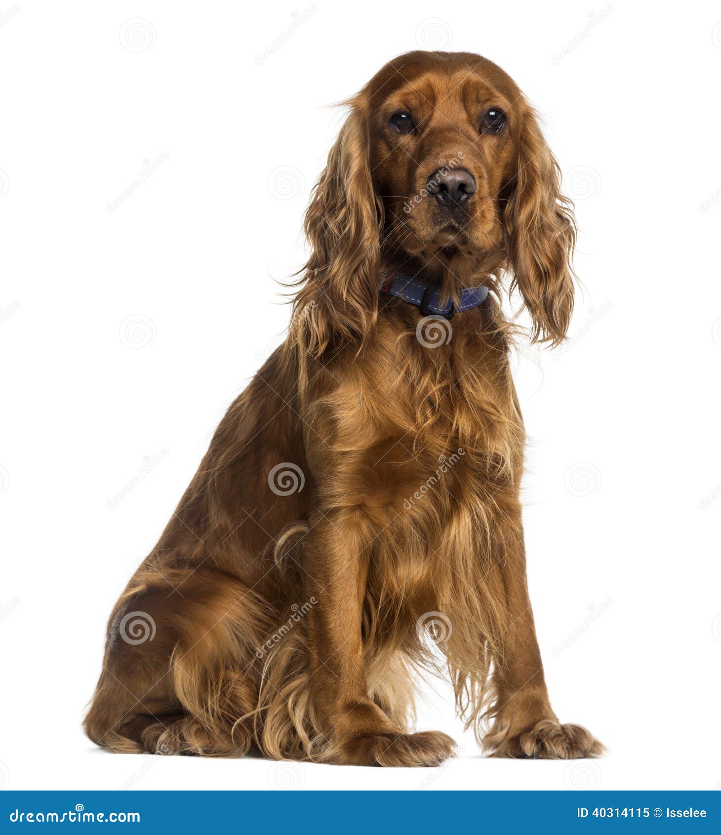 Cocker Spaniel Golden Retriever Mix Full Grown