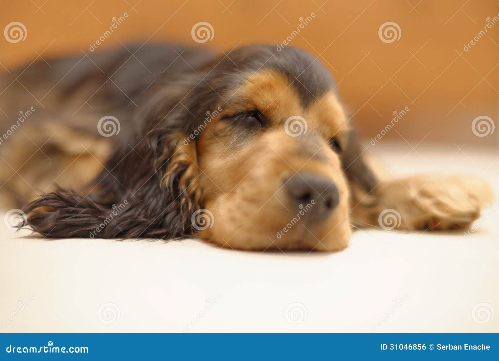 English Cocker Spaniel Sleeping Stock Photo - Image of puppy, brown ...