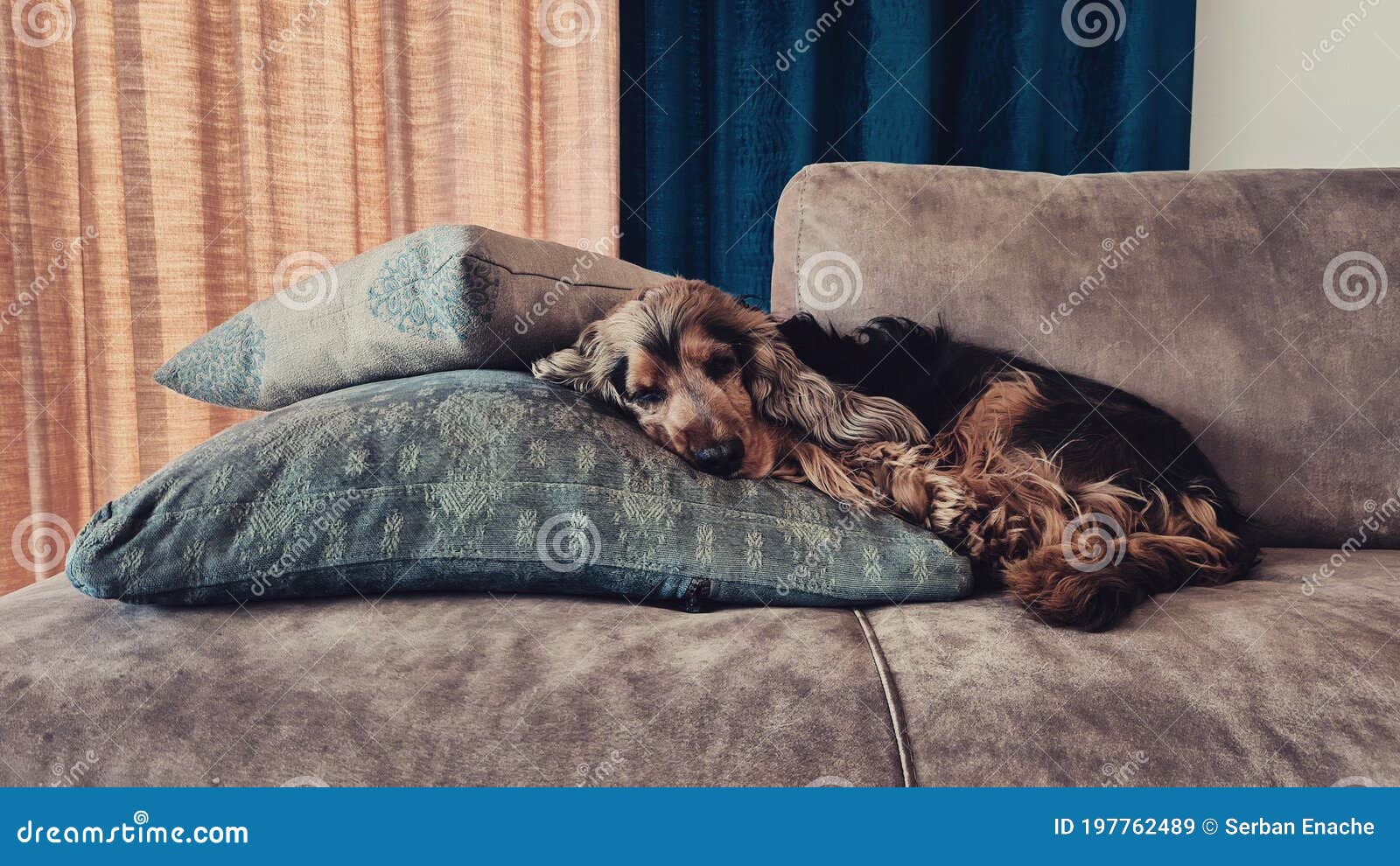 English Cocker Spaniel Sleeping on Sofa. Stock Image - Image of mammal ...