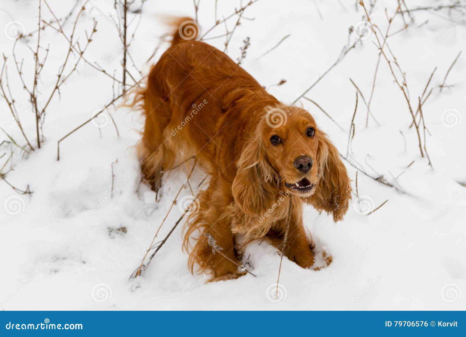 English Cocker Spaniel in the Snow Stock Photo - Image of jumping ...