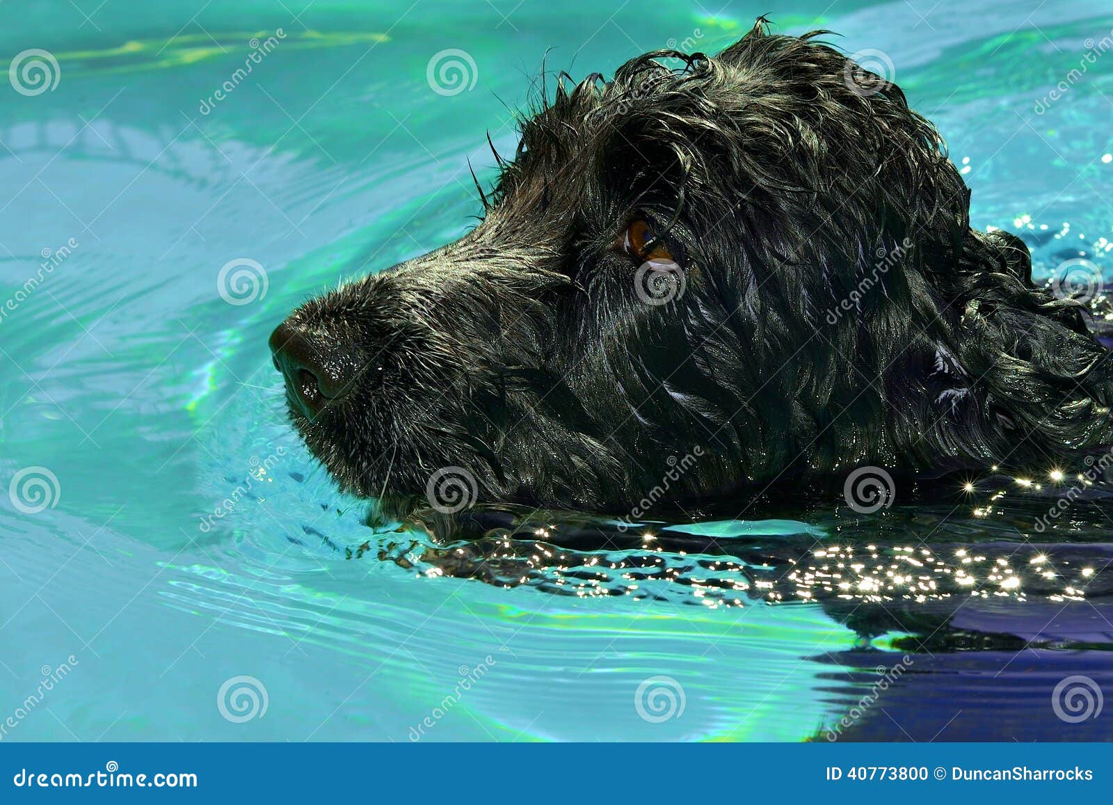 An English Cocker Spaniel stock photo. Image of swimming - 40773800