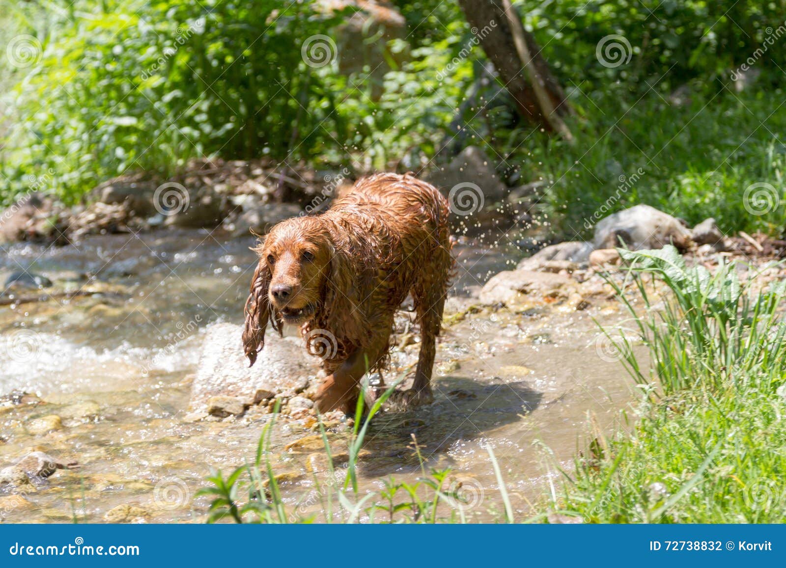 English Cocker Spaniel stock photo. Image of hunting - 72738832